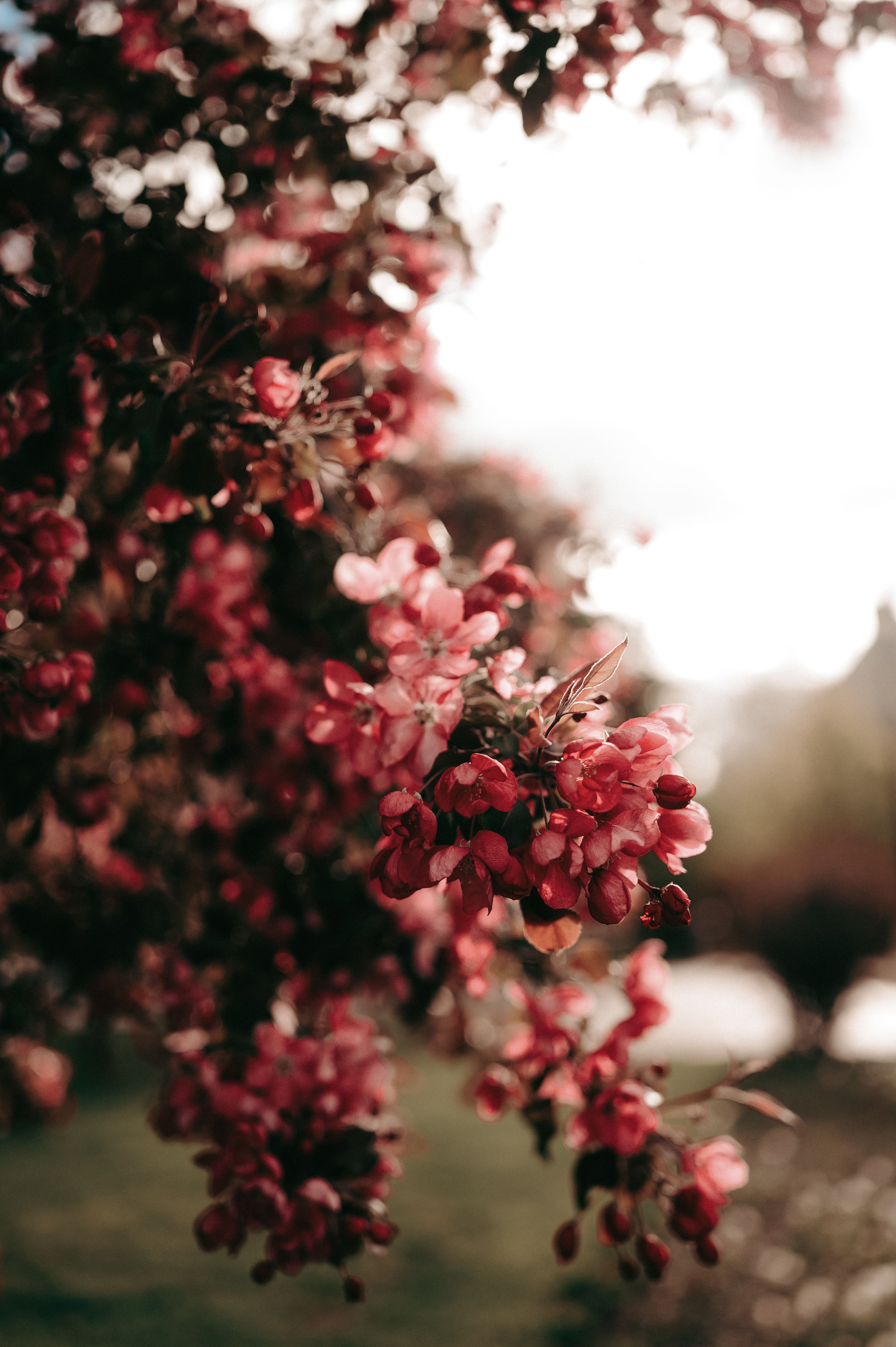 Beautiful Pink Spring Blossoms on Tree · Free Stock Photo