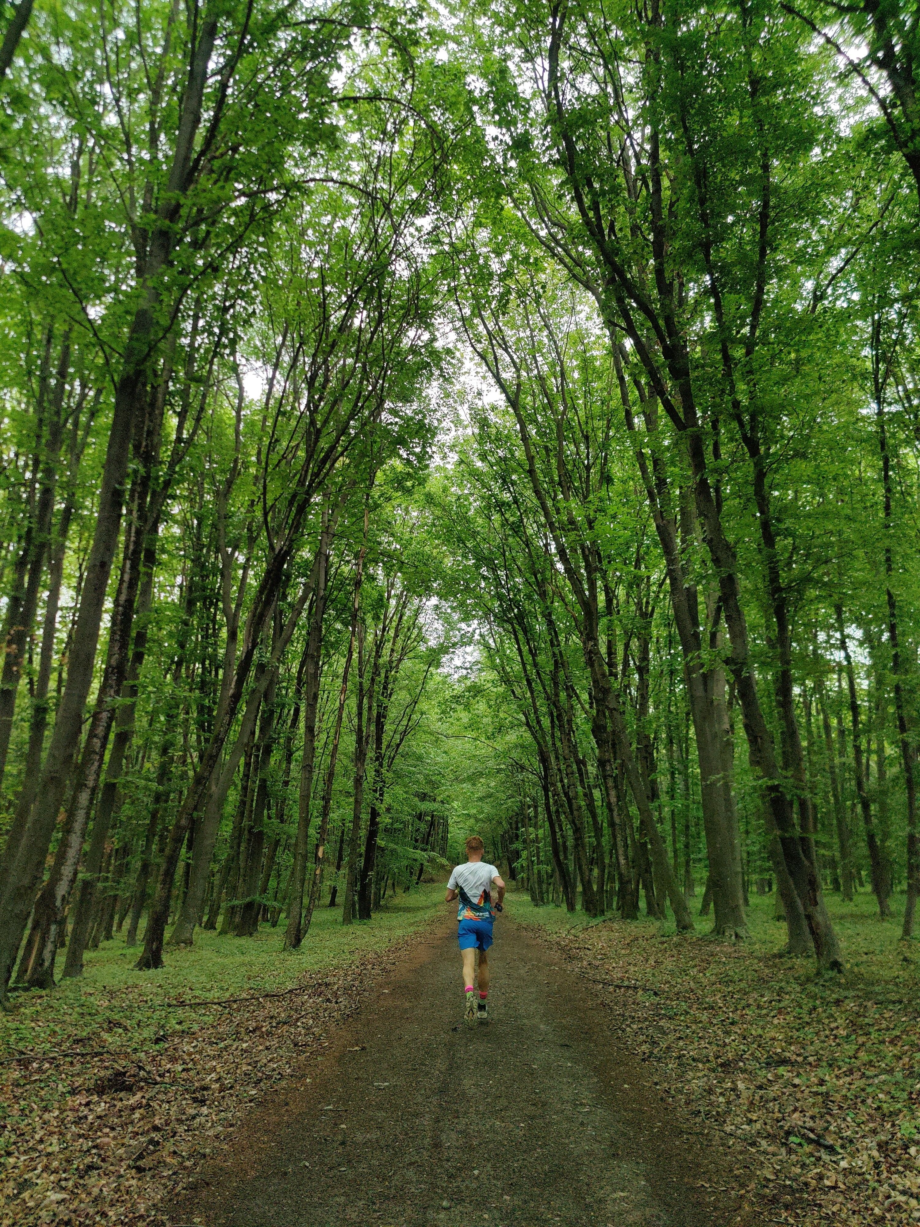 Runner on Forest Trail Surrounded by Lush Greenery · Free Stock Photo
