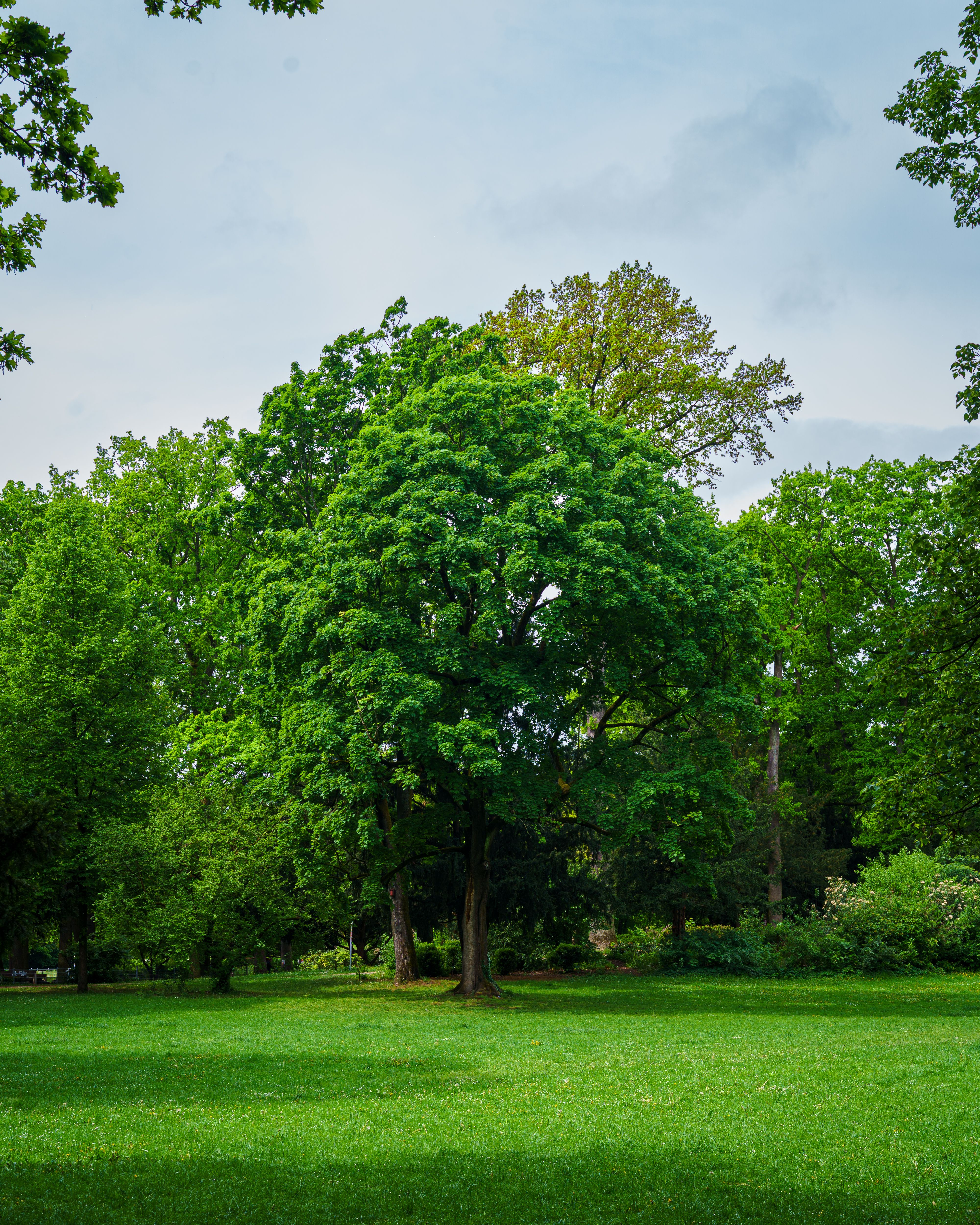 Lush Green Park Trees Under a Clear Sky · Free Stock Photo