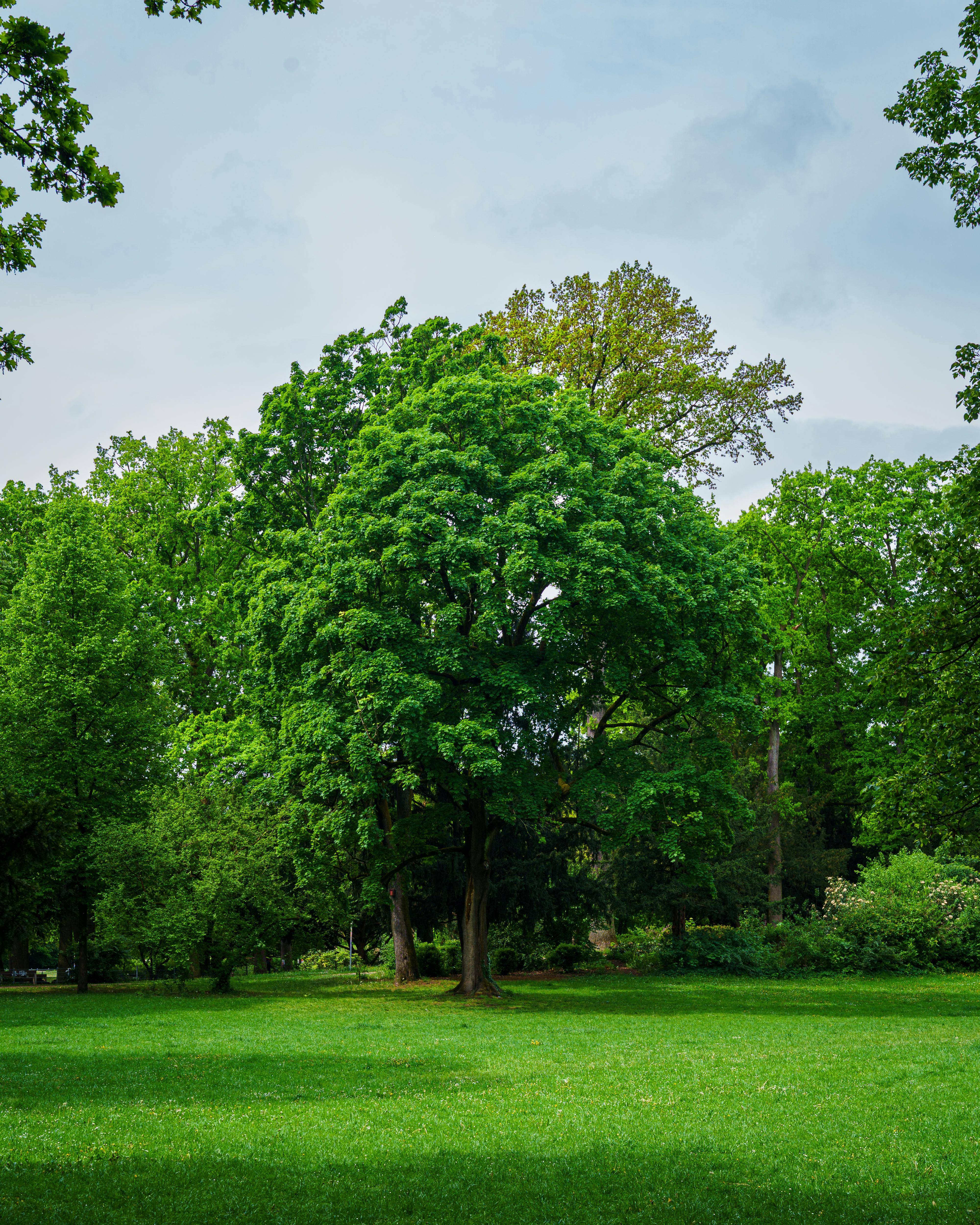 Lush Green Park Trees Under a Clear Sky · Free Stock Photo