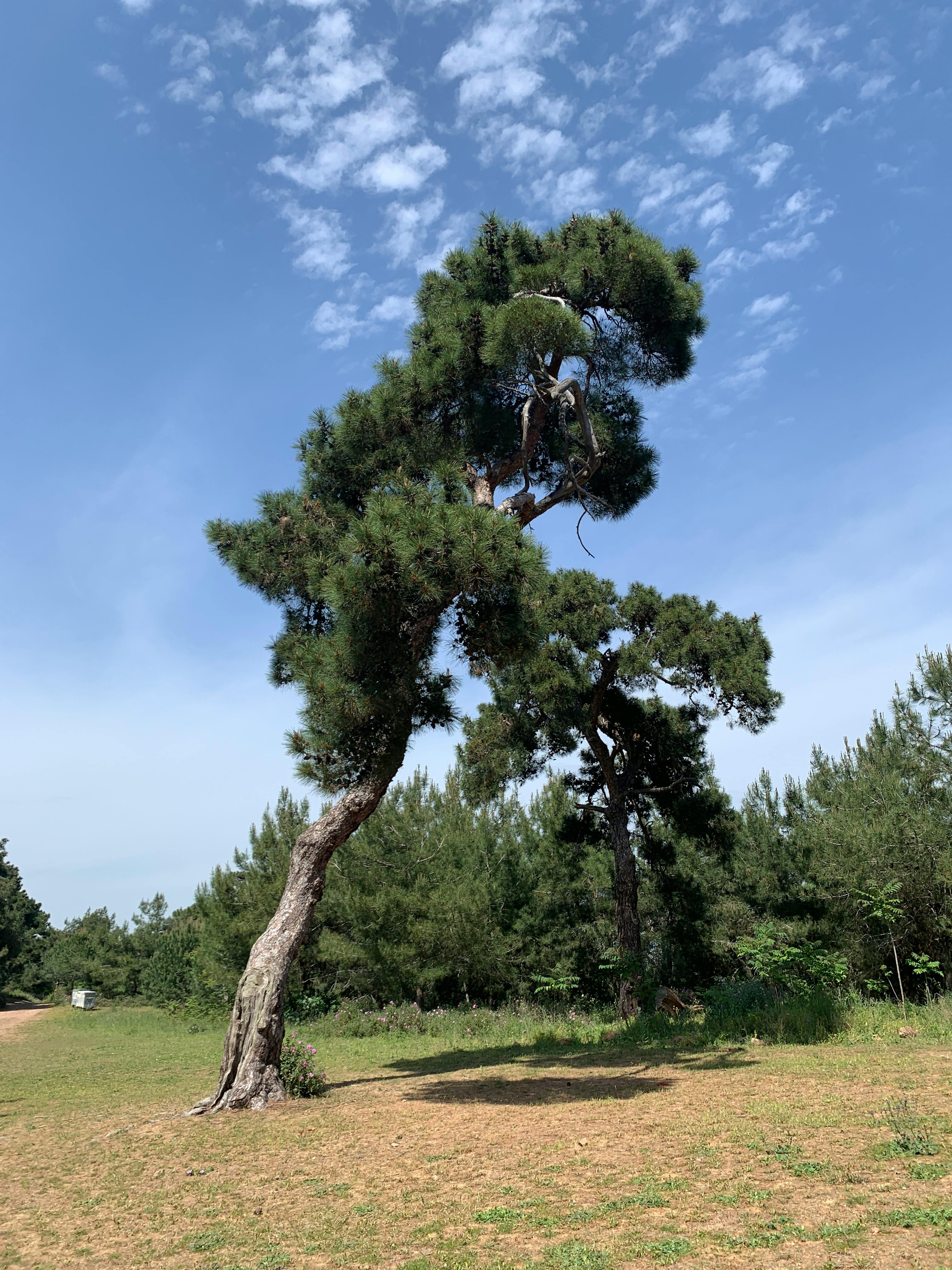 Twisting Pine Tree in Sunny Park Landscape · Free Stock Photo