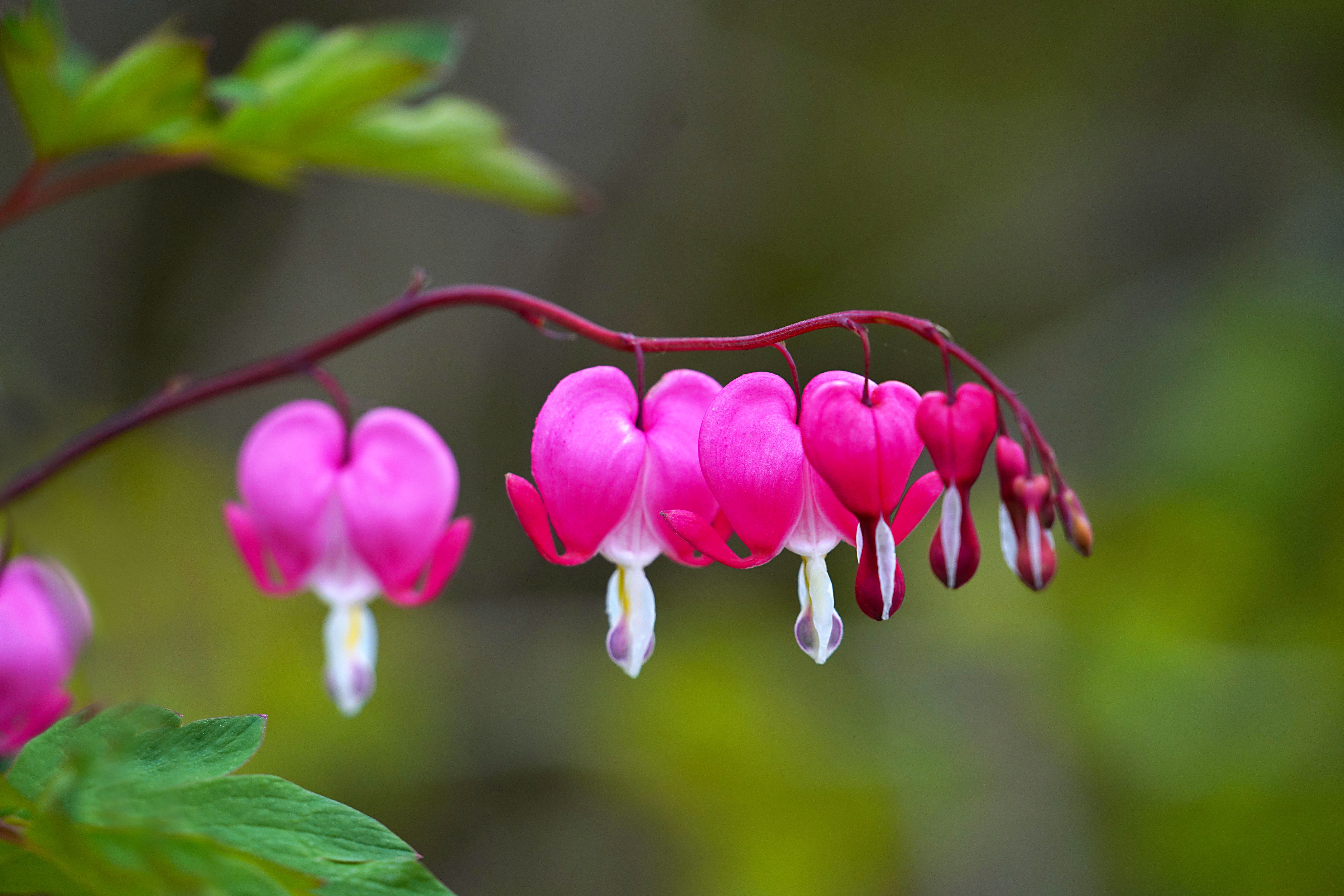 Close-up of Pink Bleeding Heart Flowers in Bloom · Free Stock Photo