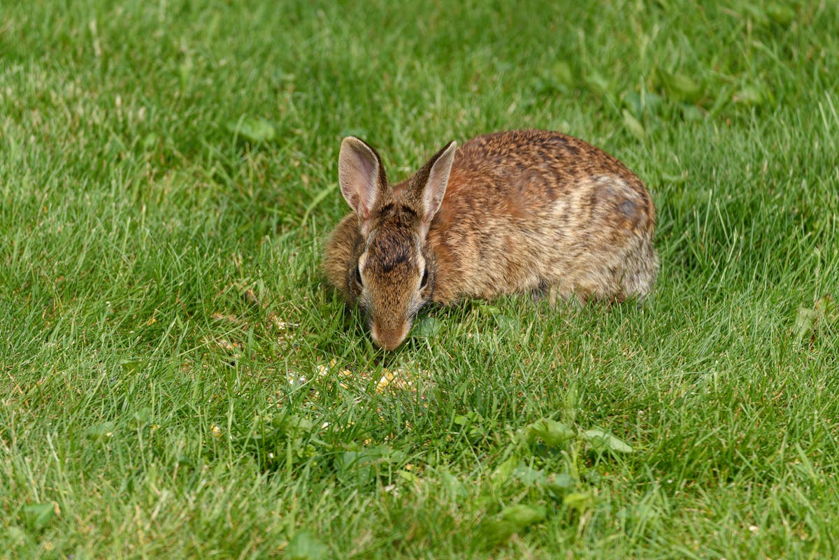 Free Pick Photos, Download The BEST Free Free Pick Stock Photos & HD Images