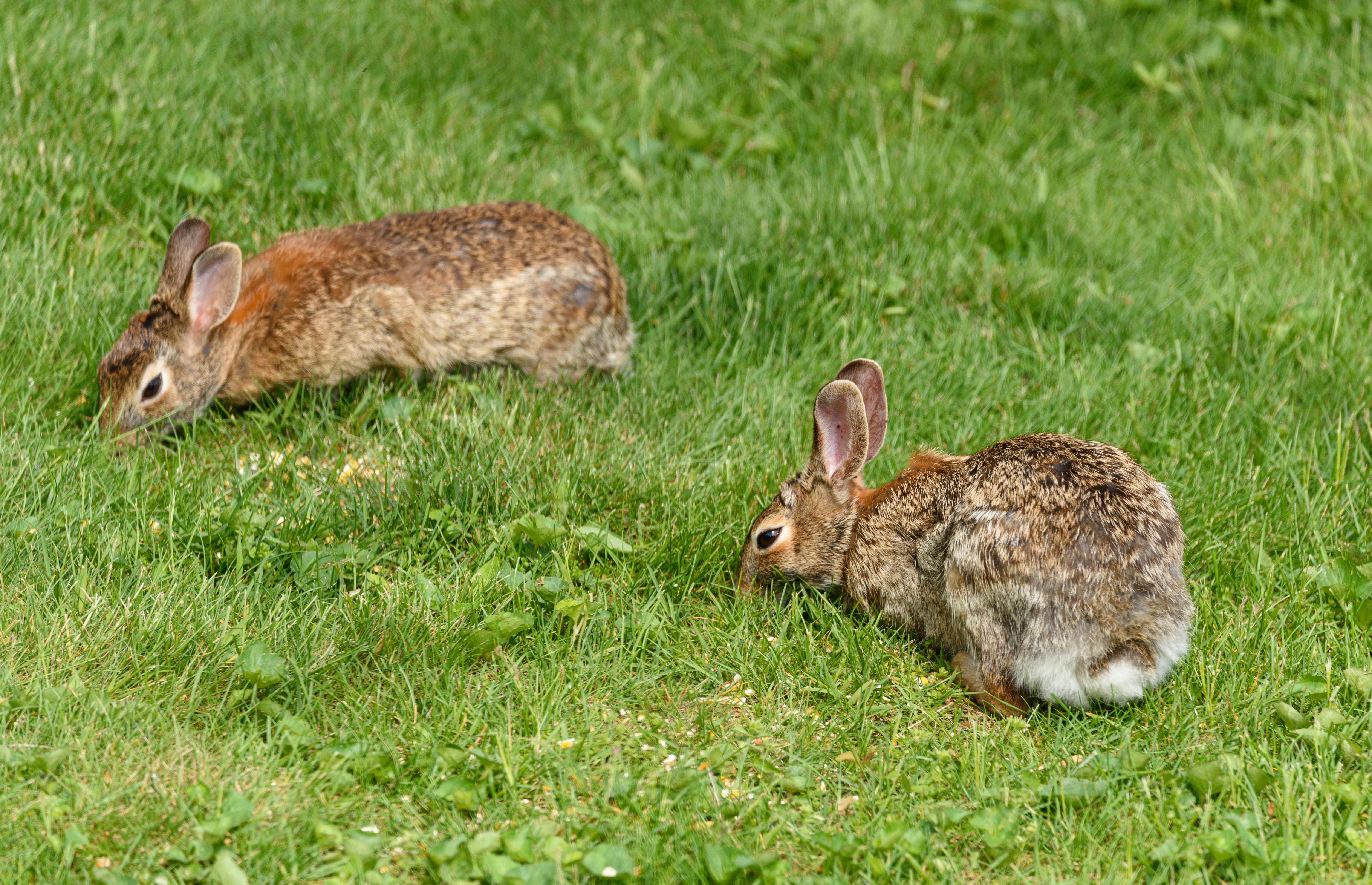 Two Wild Rabbits Grazing on Green Grass · Free Stock Photo