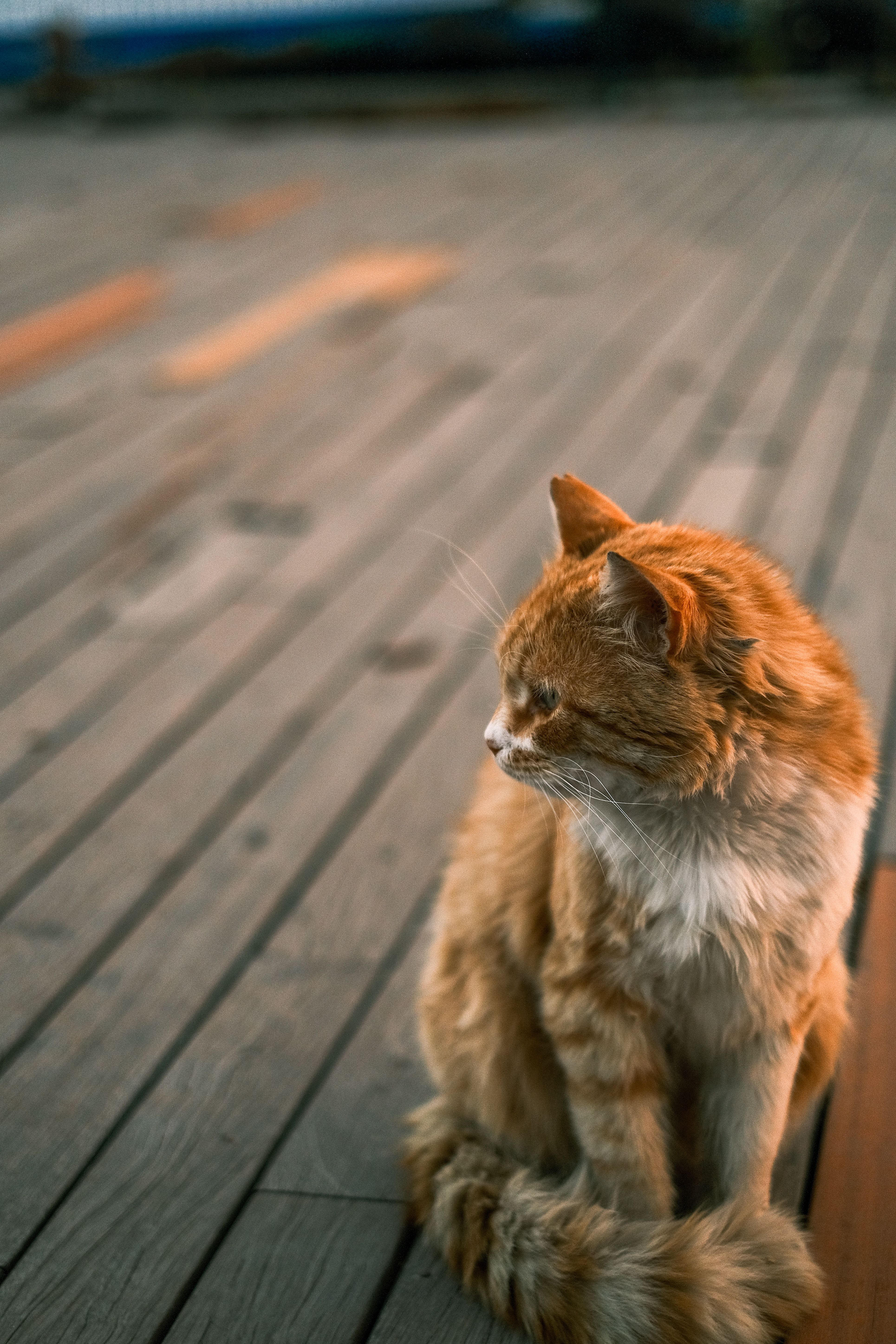 Gato Ruivo Sentado No Deck De Madeira Ao Nascer Do Sol · Foto ...