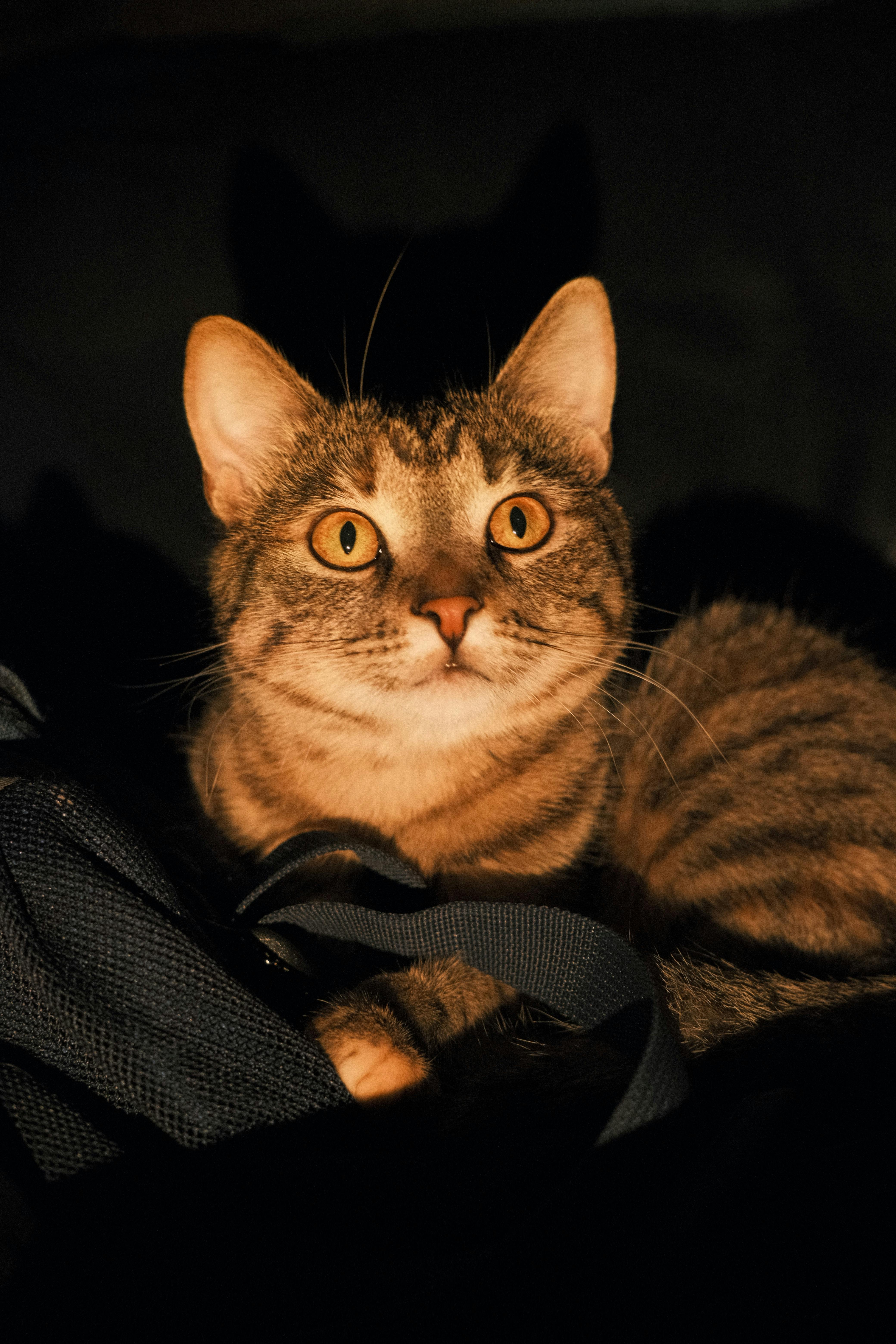 Pavel Kuznetsov - 摄影