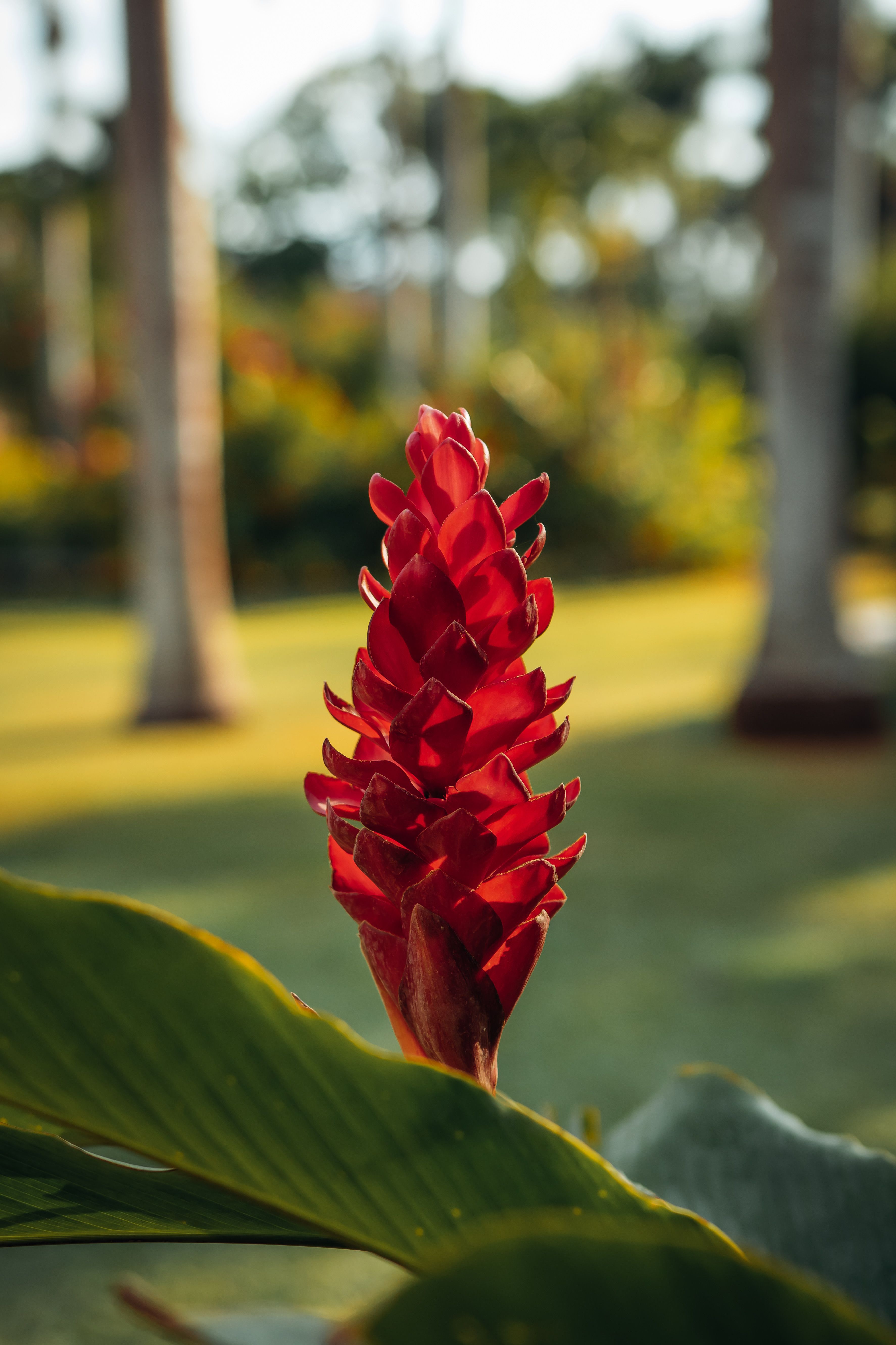 Vibrant Red Ginger in Lush Garden Setting · Free Stock Photo