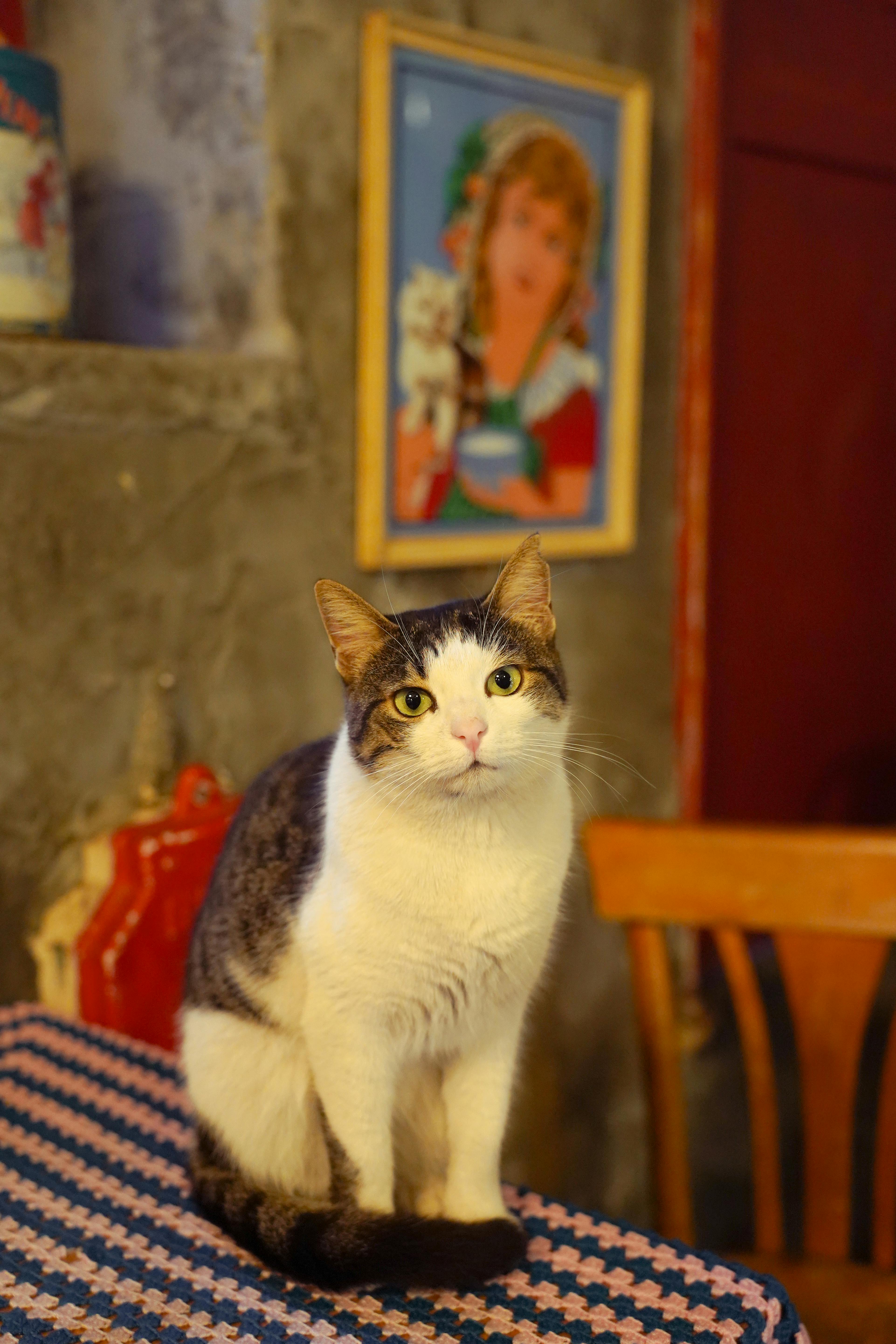 Charming Cat in Cozy Istanbul Café · Free Stock Photo