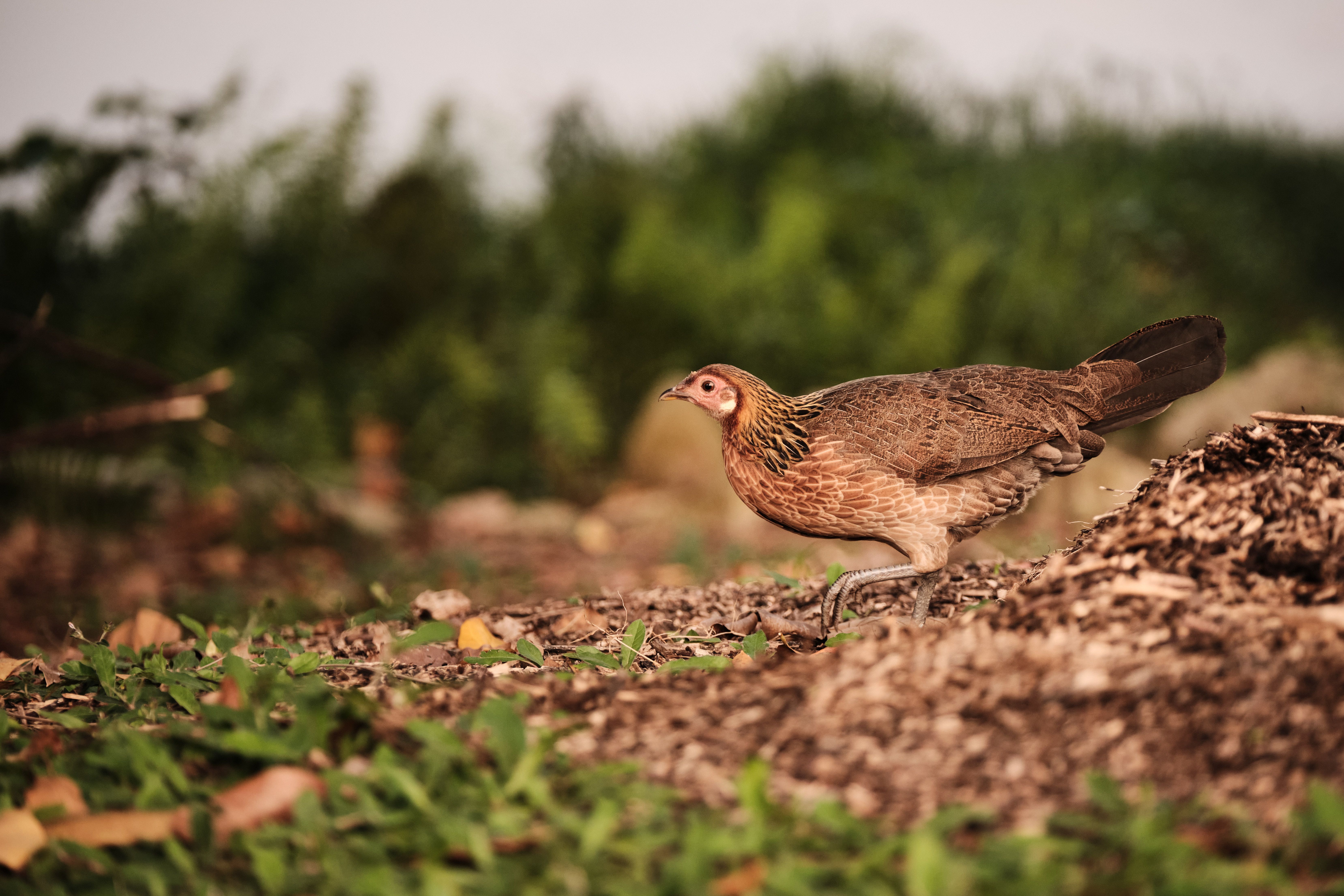 Wild Junglefowl Hen Walking on Ground · Free Stock Photo