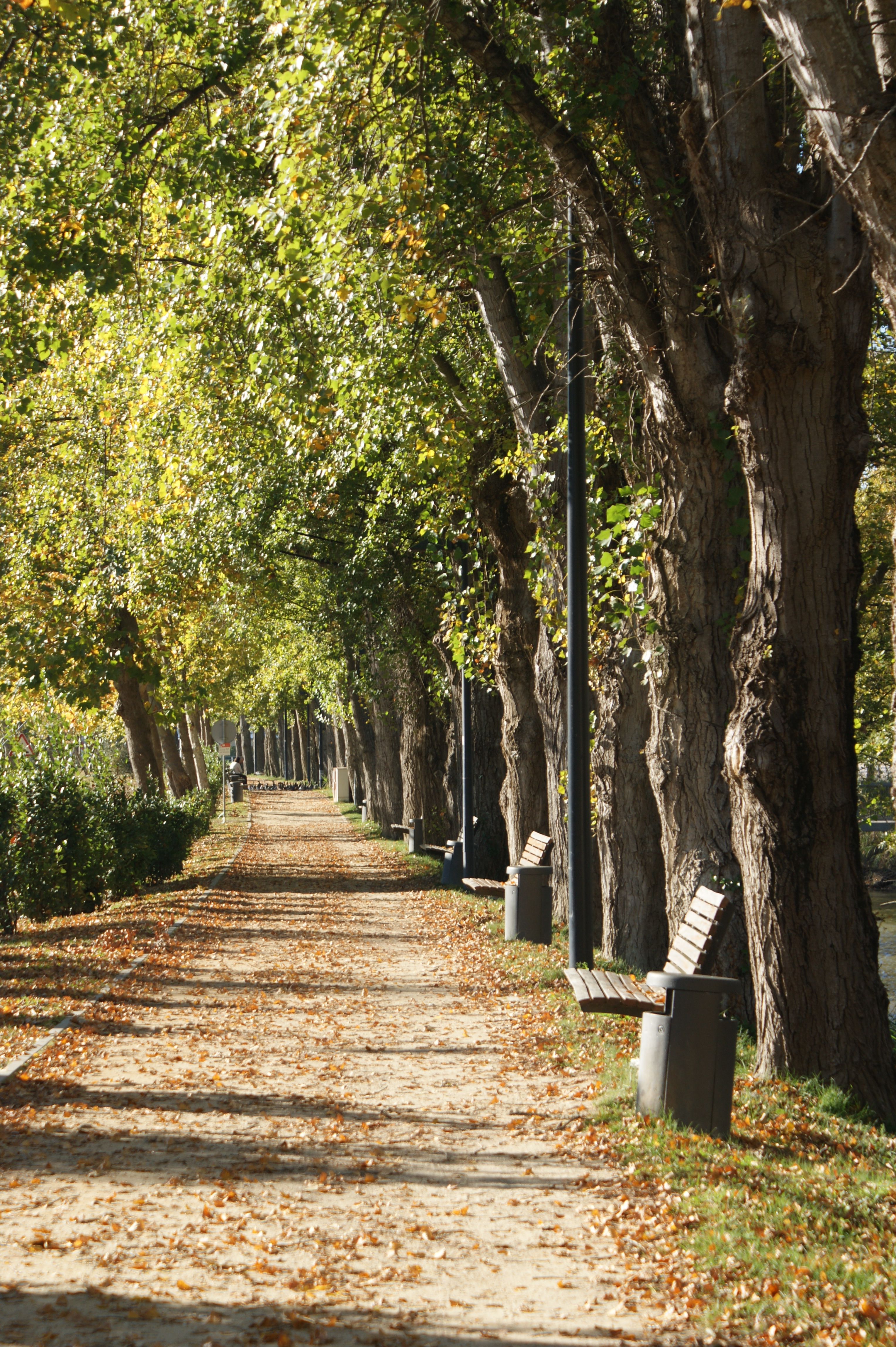 Green Trees on Road · Free Stock Photo
