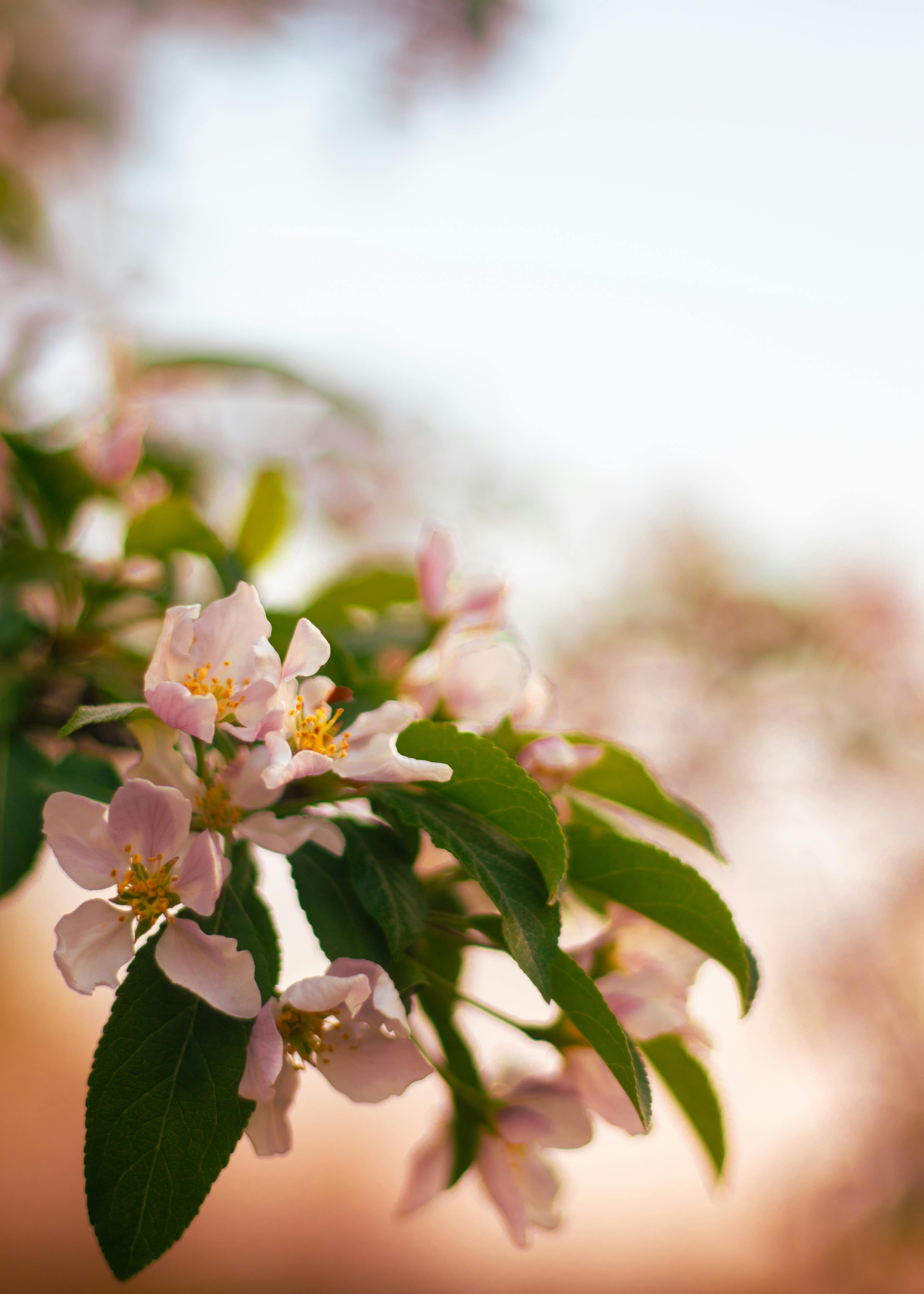 Close-up of Blooming Pink Spring Blossoms · Free Stock Photo