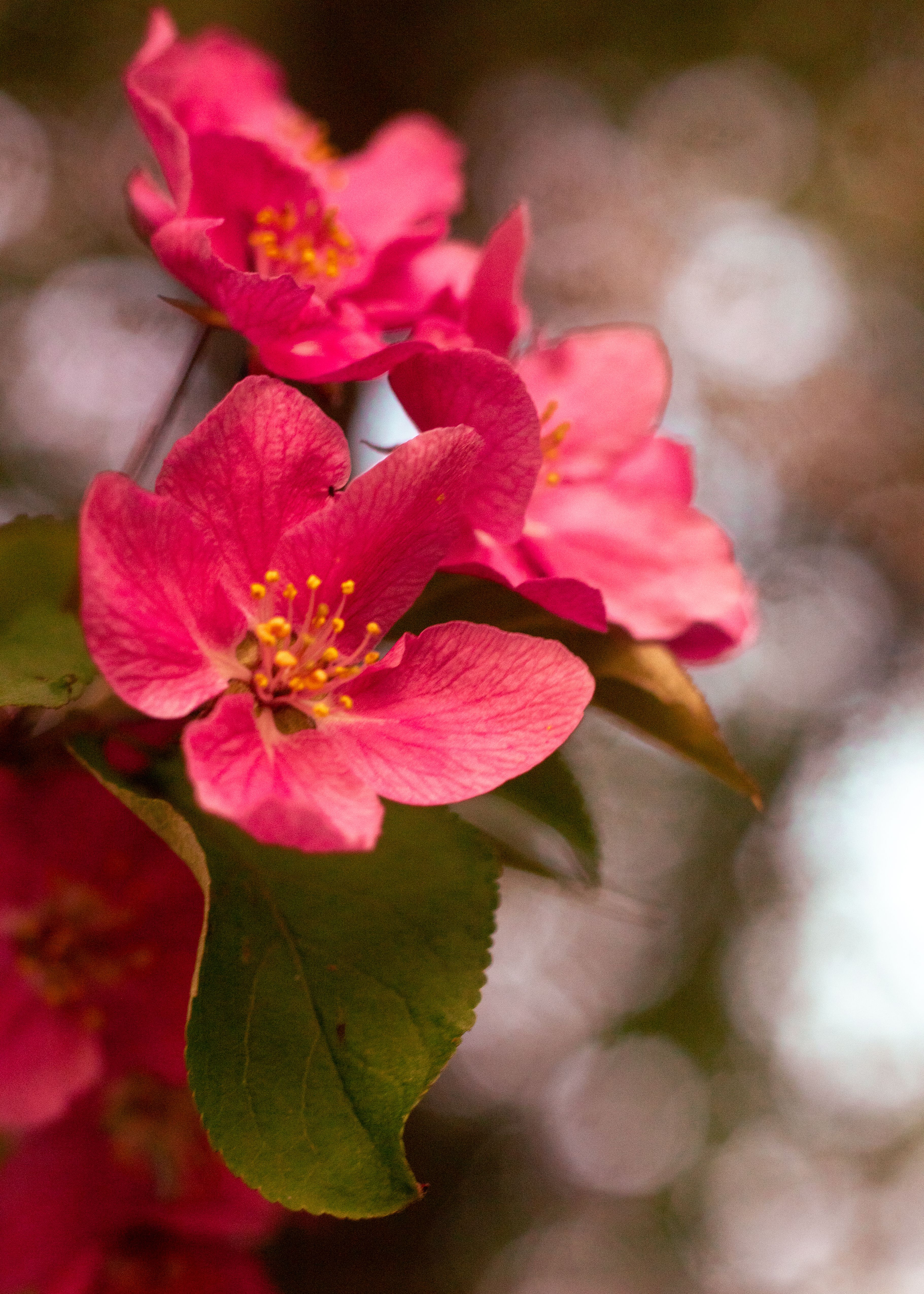 Vibrant Pink Blossoms in Spring Light · Free Stock Photo