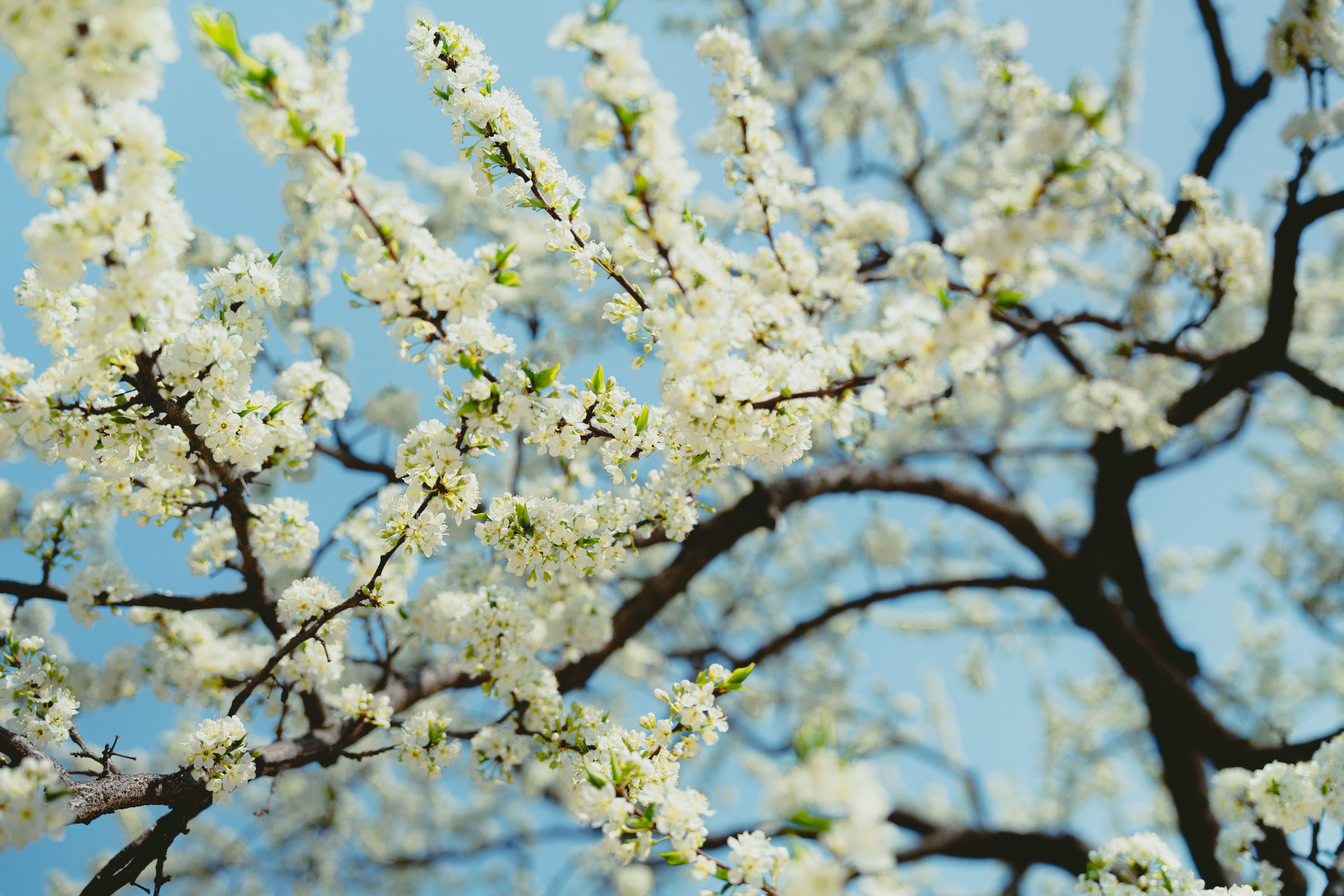 Blossom Tree Wallpaper Photos, Download The BEST Free Blossom Tree ...