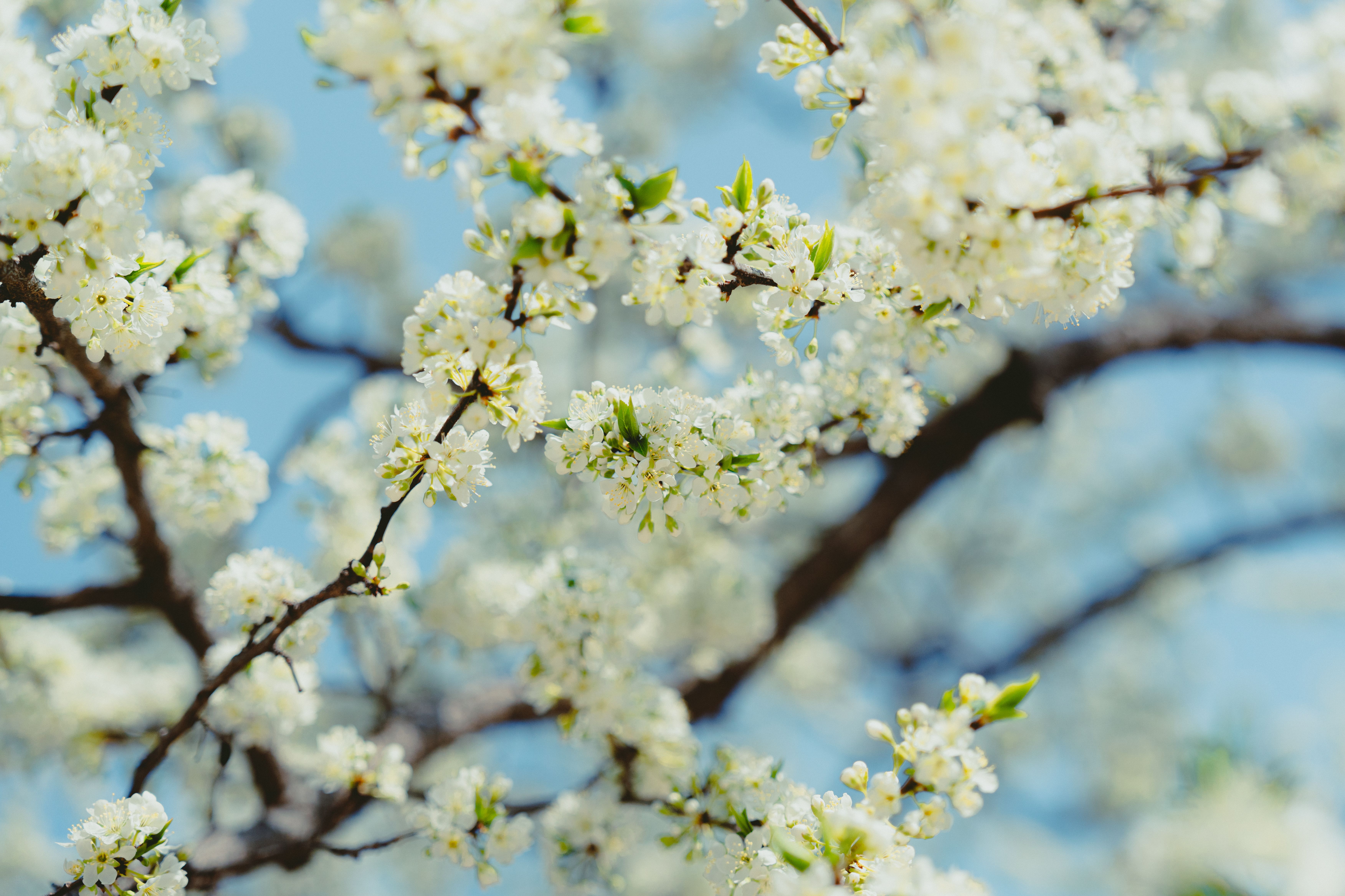 Beautiful Spring Cherry Blossoms in Seoul · Free Stock Photo