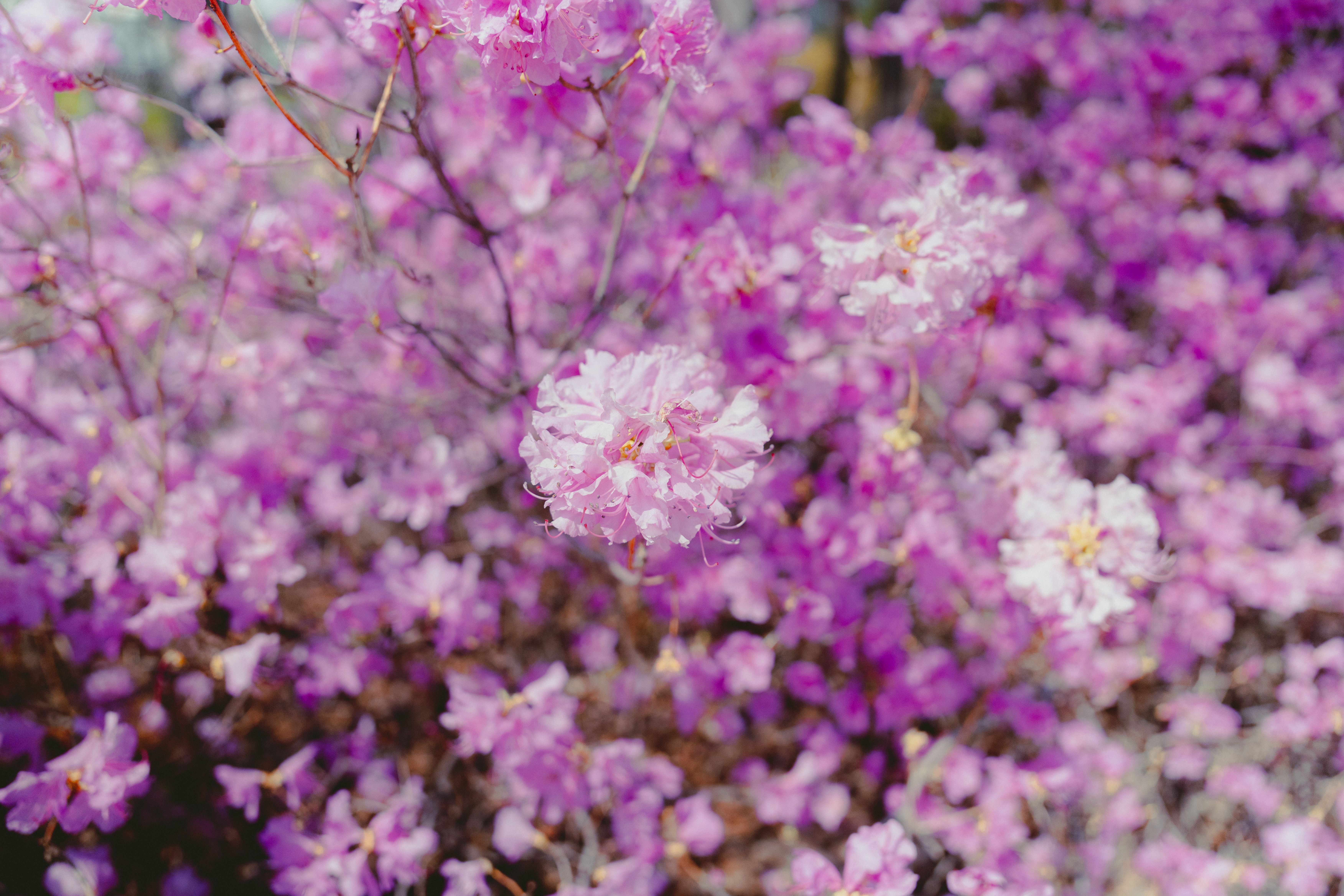 Vibrant Spring Cherry Blossoms in Seoul · Free Stock Photo