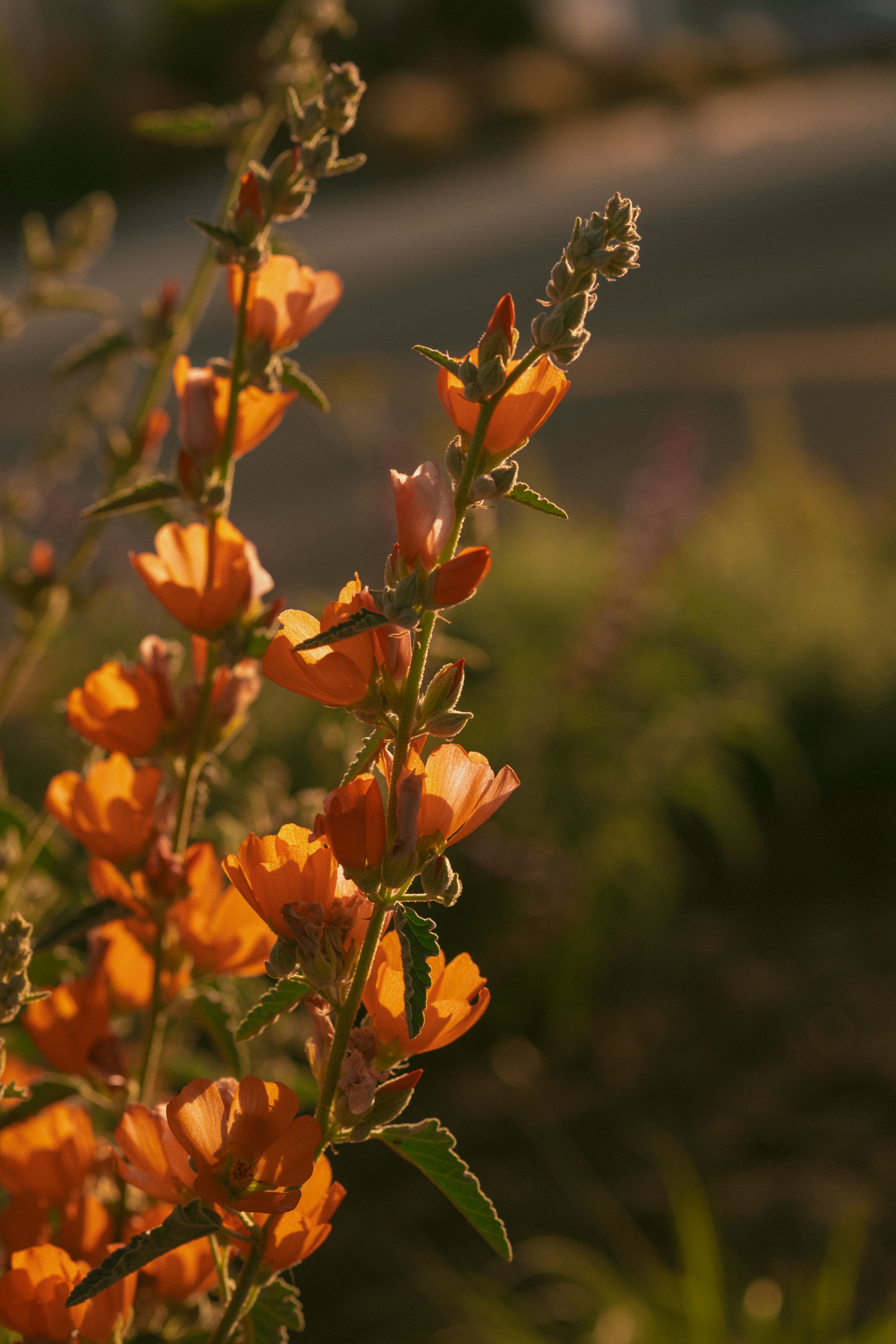 Flower Landscape Photos, Download The BEST Free Flower Landscape Stock ...