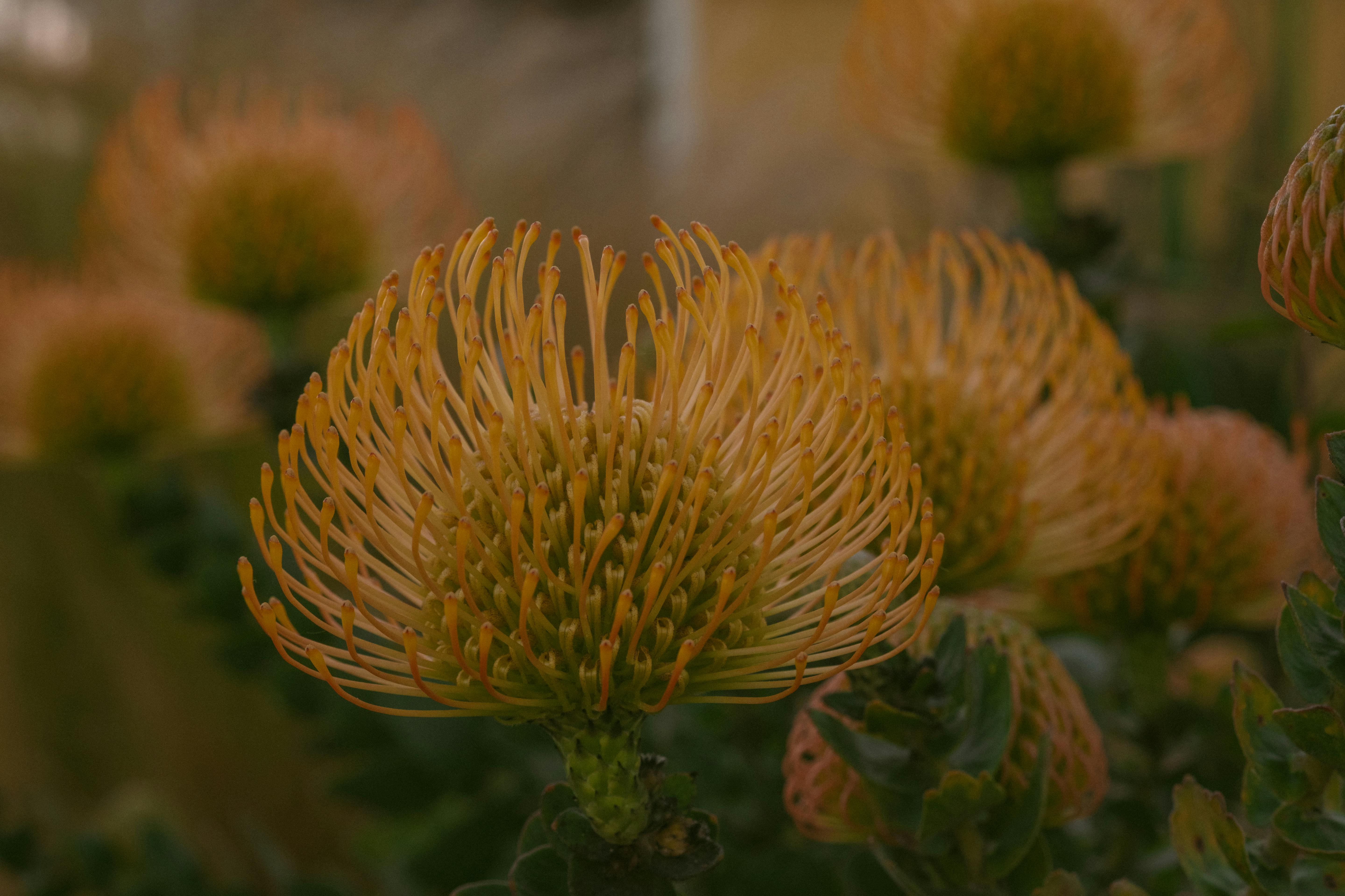 Natural Flowers Photos, Download The BEST Free Natural Flowers Stock ...