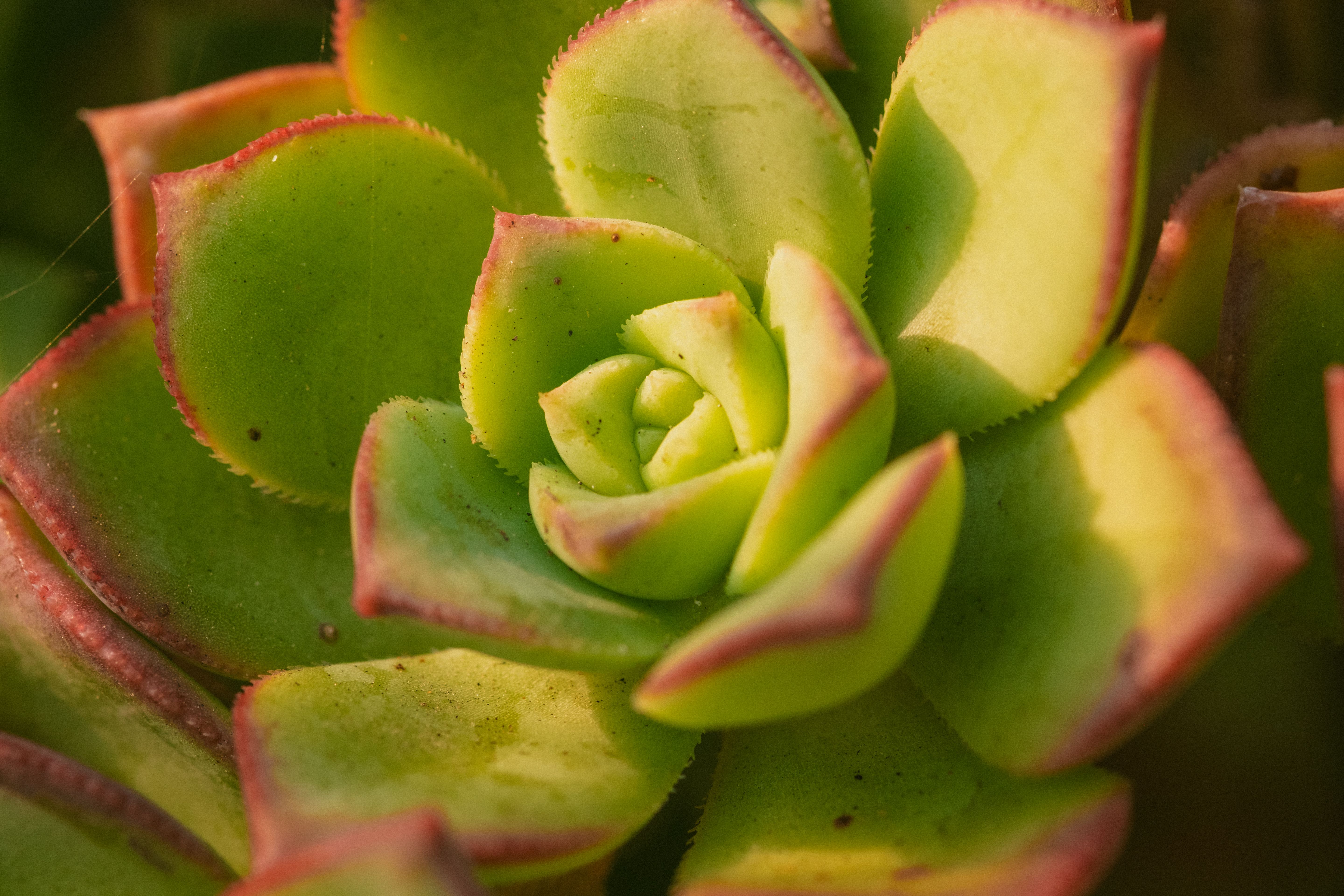 Plant Texture Photos, Download The BEST Free Plant Texture Stock Photos ...