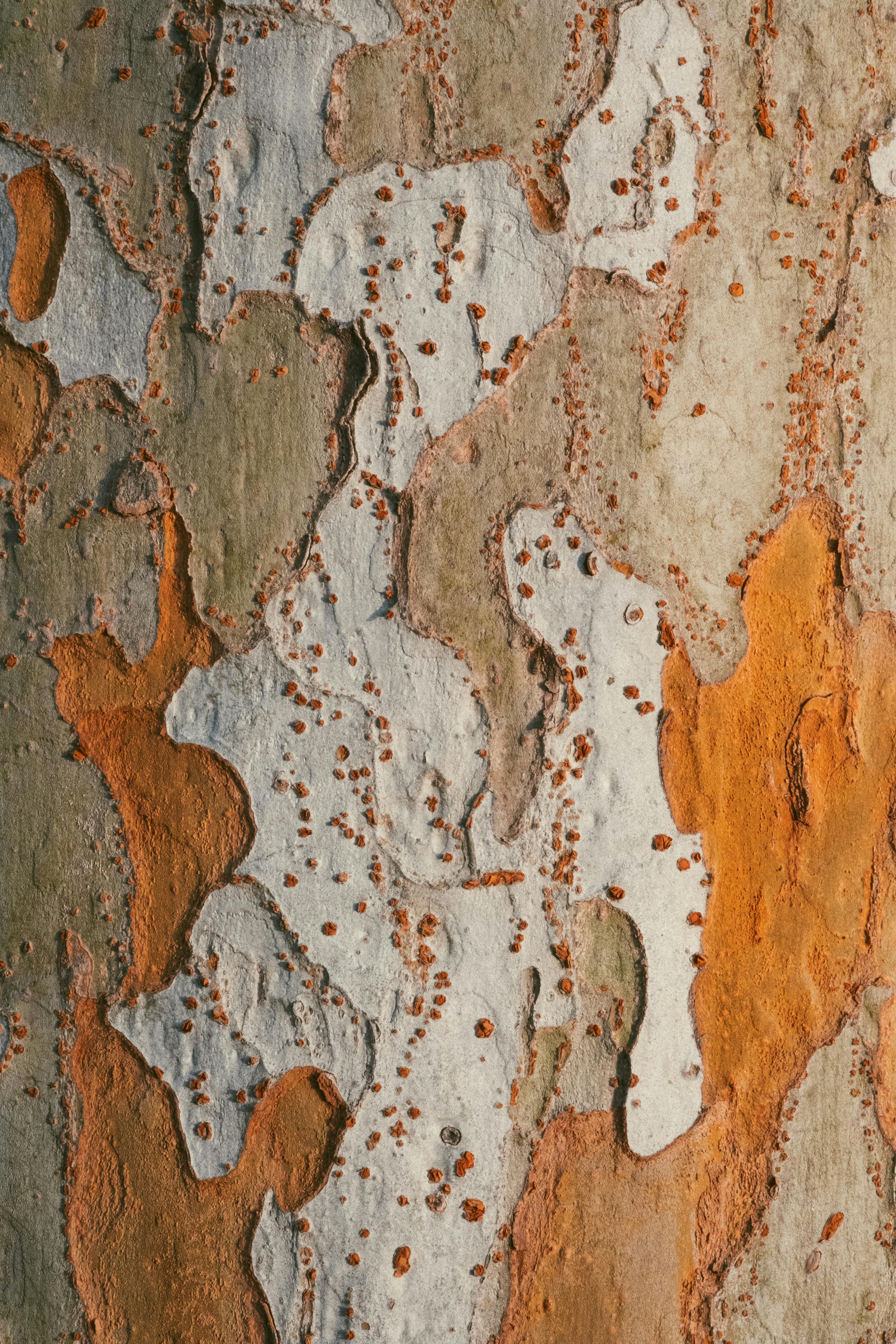 Colorful Tree Bark with Textured Patterns · Free Stock Photo
