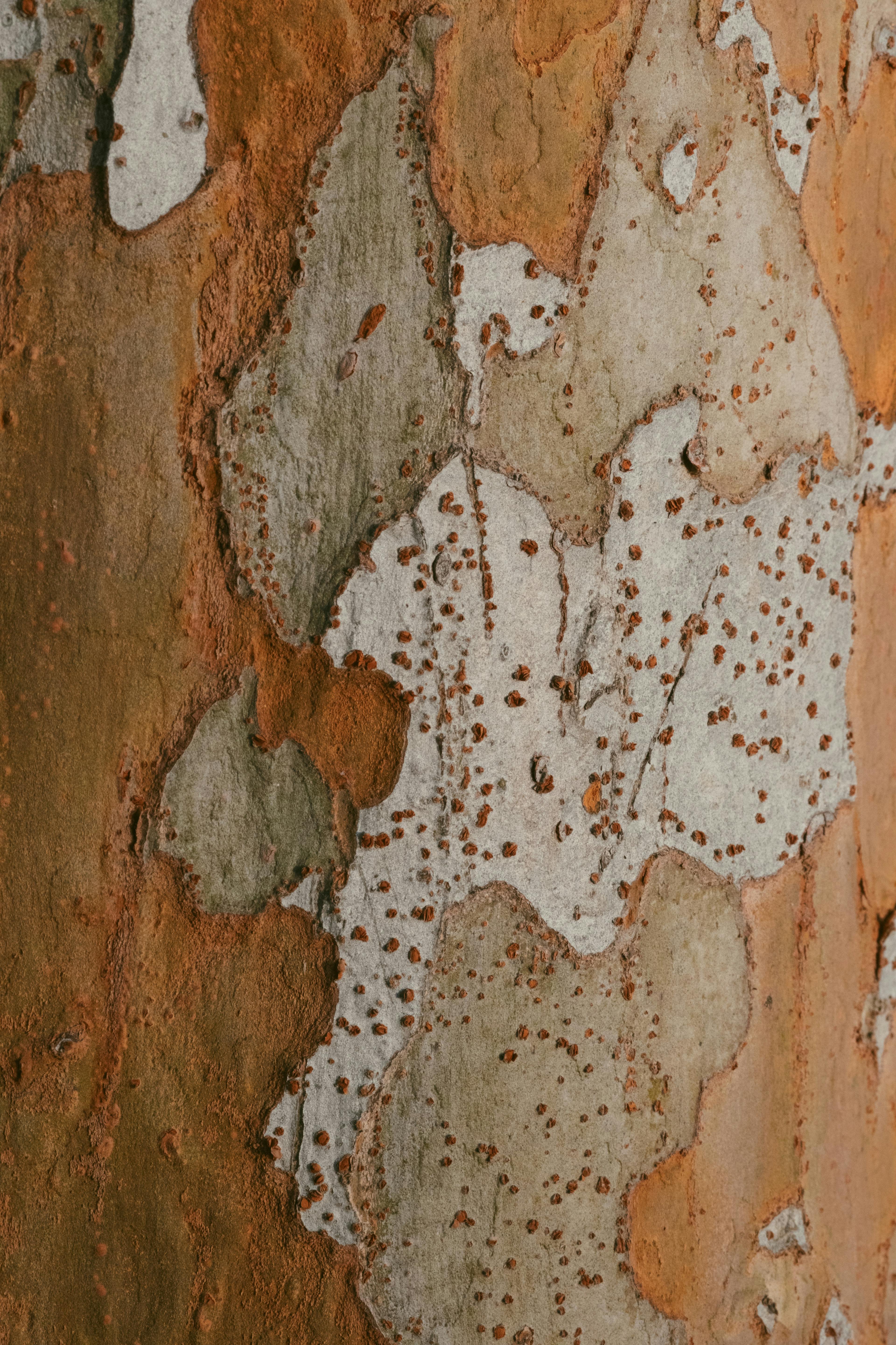 Close-up of Natural Tree Bark Texture · Free Stock Photo