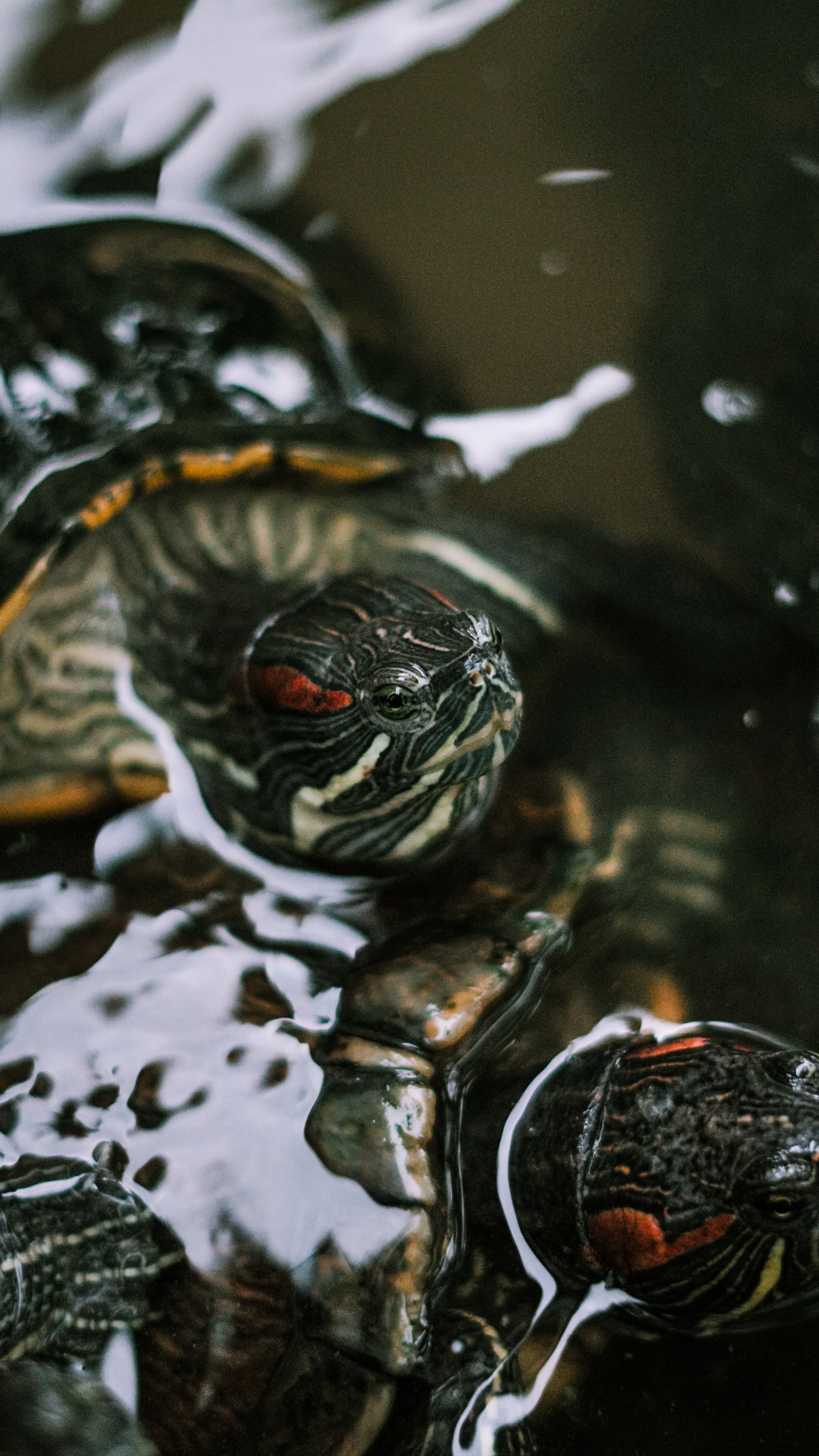 Red-Eared Slider Turtle in Natural Habitat · Free Stock Photo