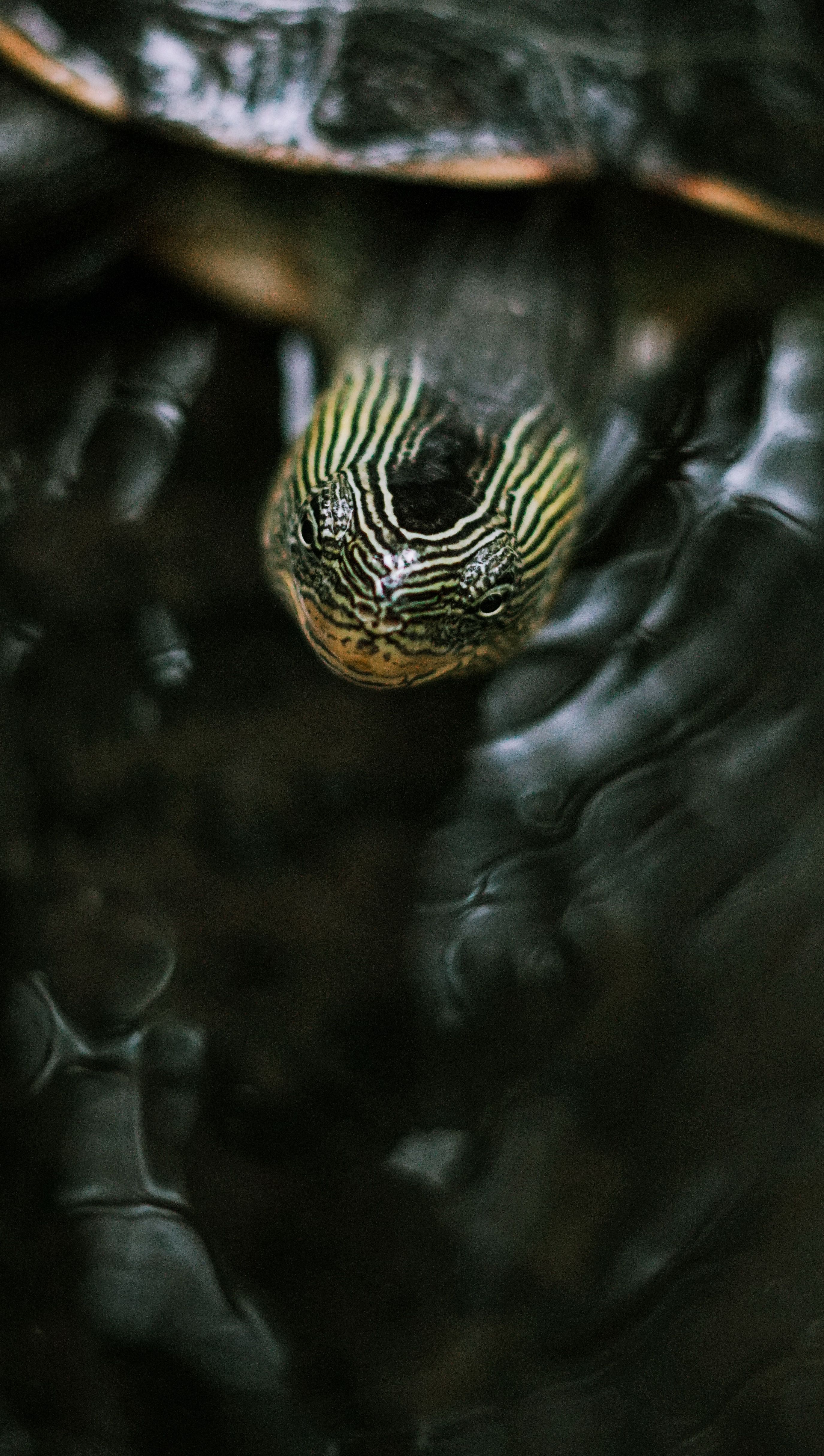 Aesthetic Turtle Photos, Download The BEST Free Aesthetic Turtle Stock ...