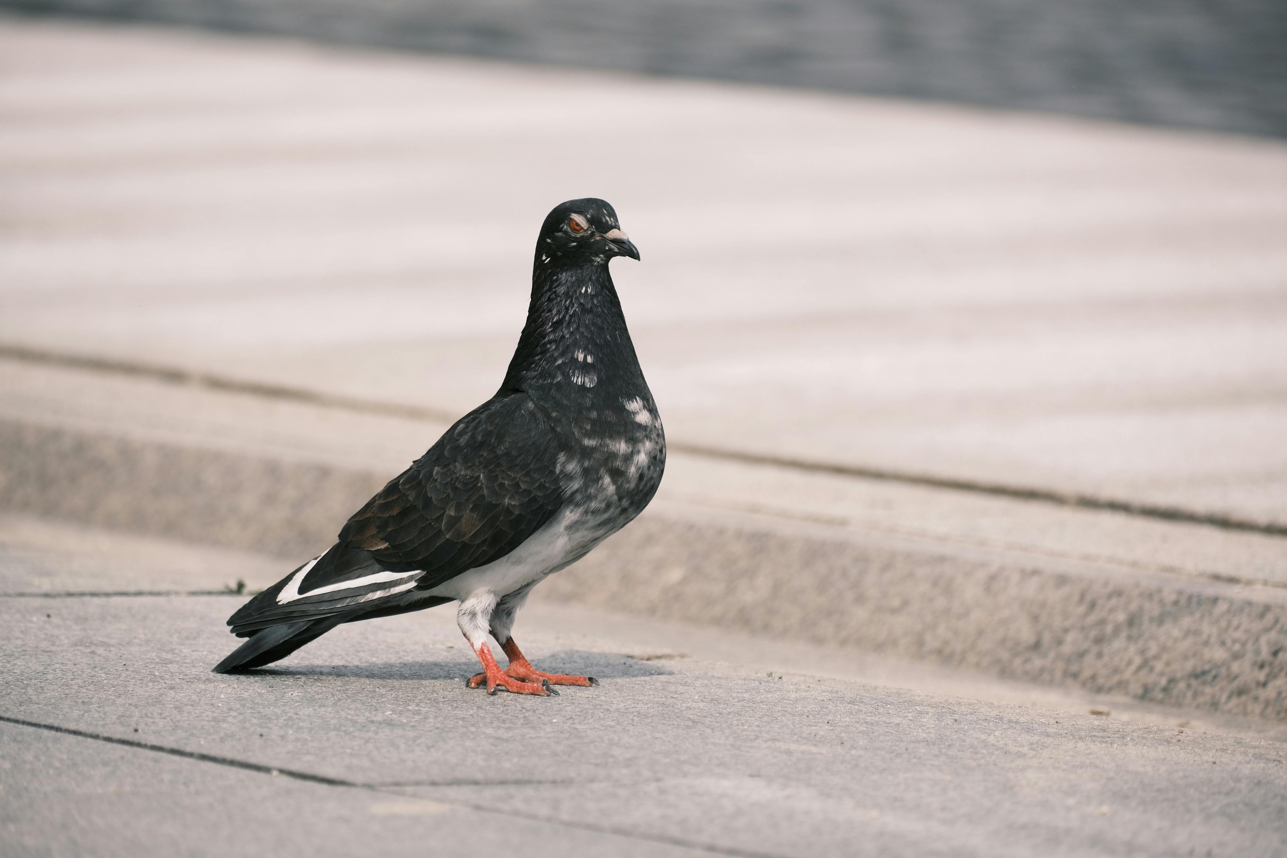 Pigeon · Free Stock Photo