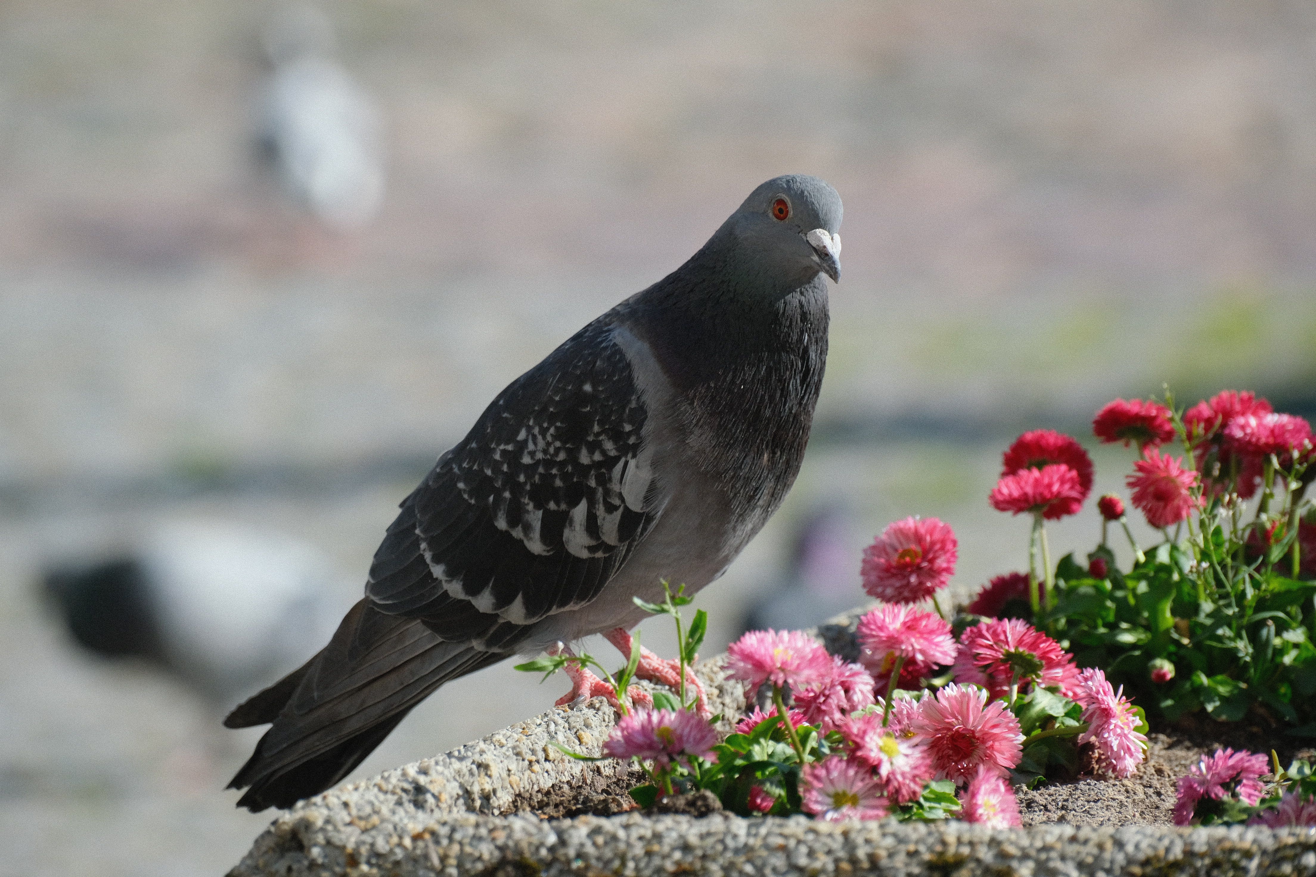Pigeon Perched by Vibrant Pink Flowers in Urban Setting · Free Stock Photo