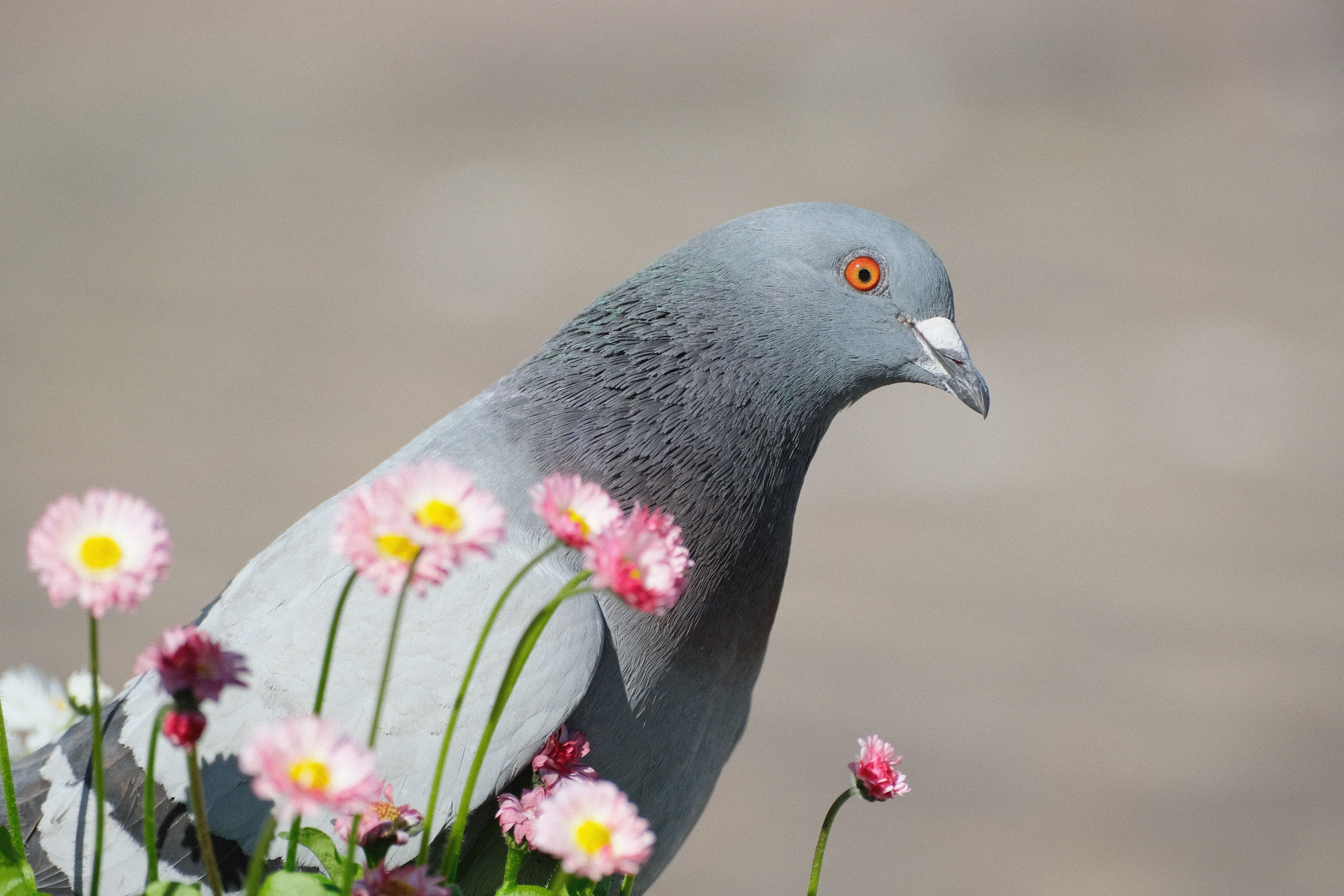 Close-up of Rock Pigeon Amidst Colorful Flowers · Free Stock Photo