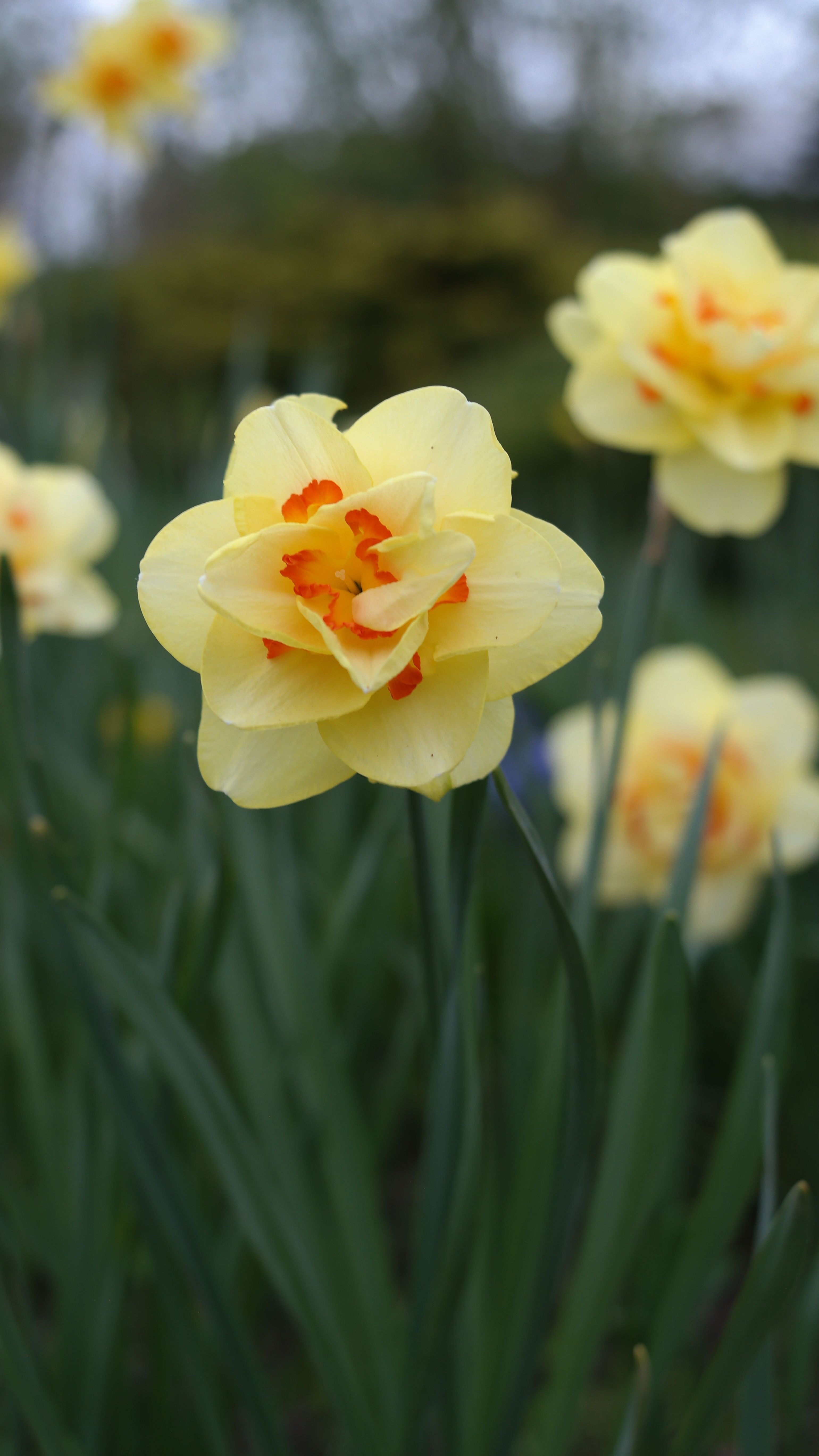 Daffodil Flwer Photos, Download The BEST Free Daffodil Flwer Stock ...