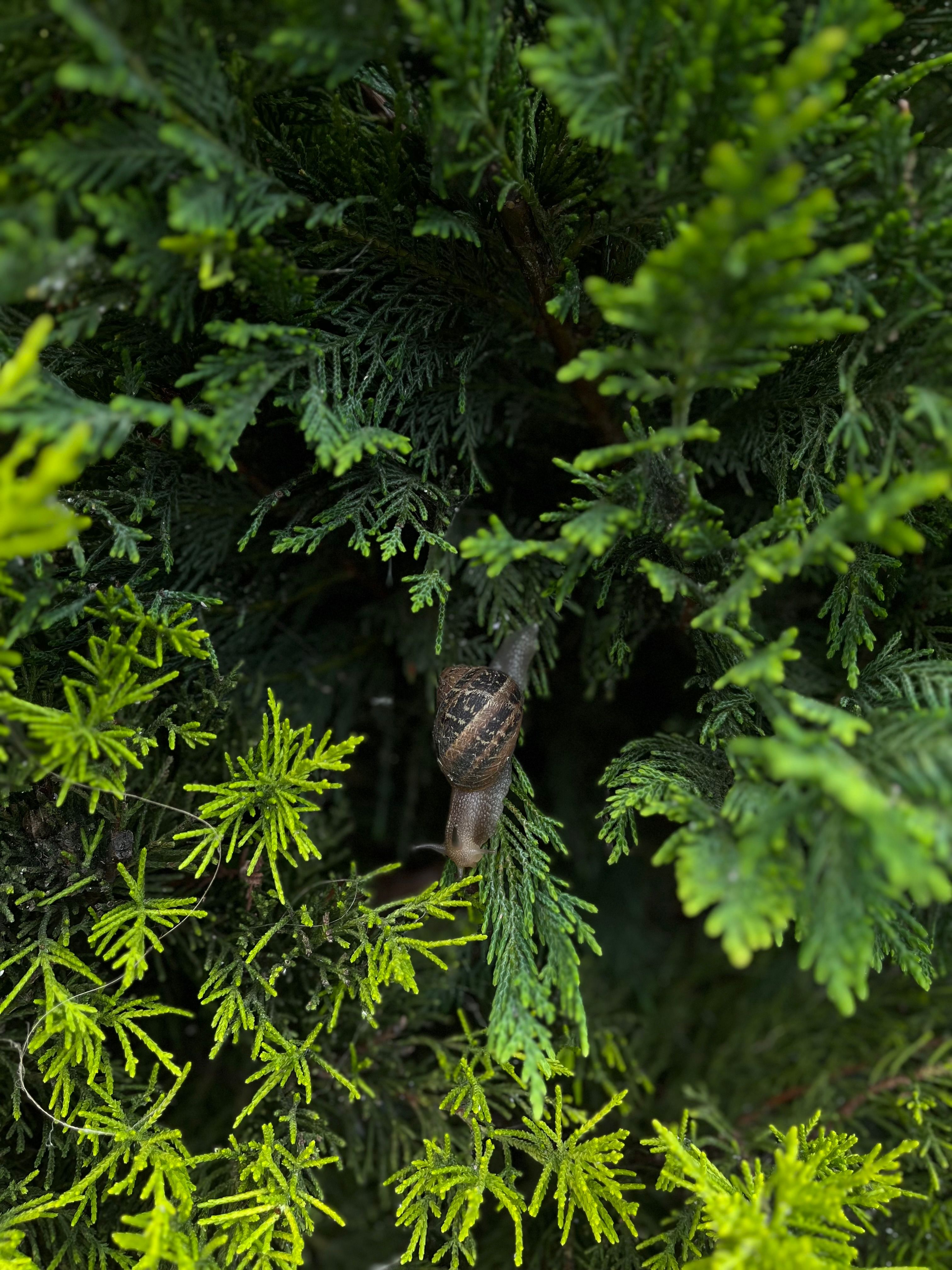 Snail Hidden Among Lush Greenery · Free Stock Photo