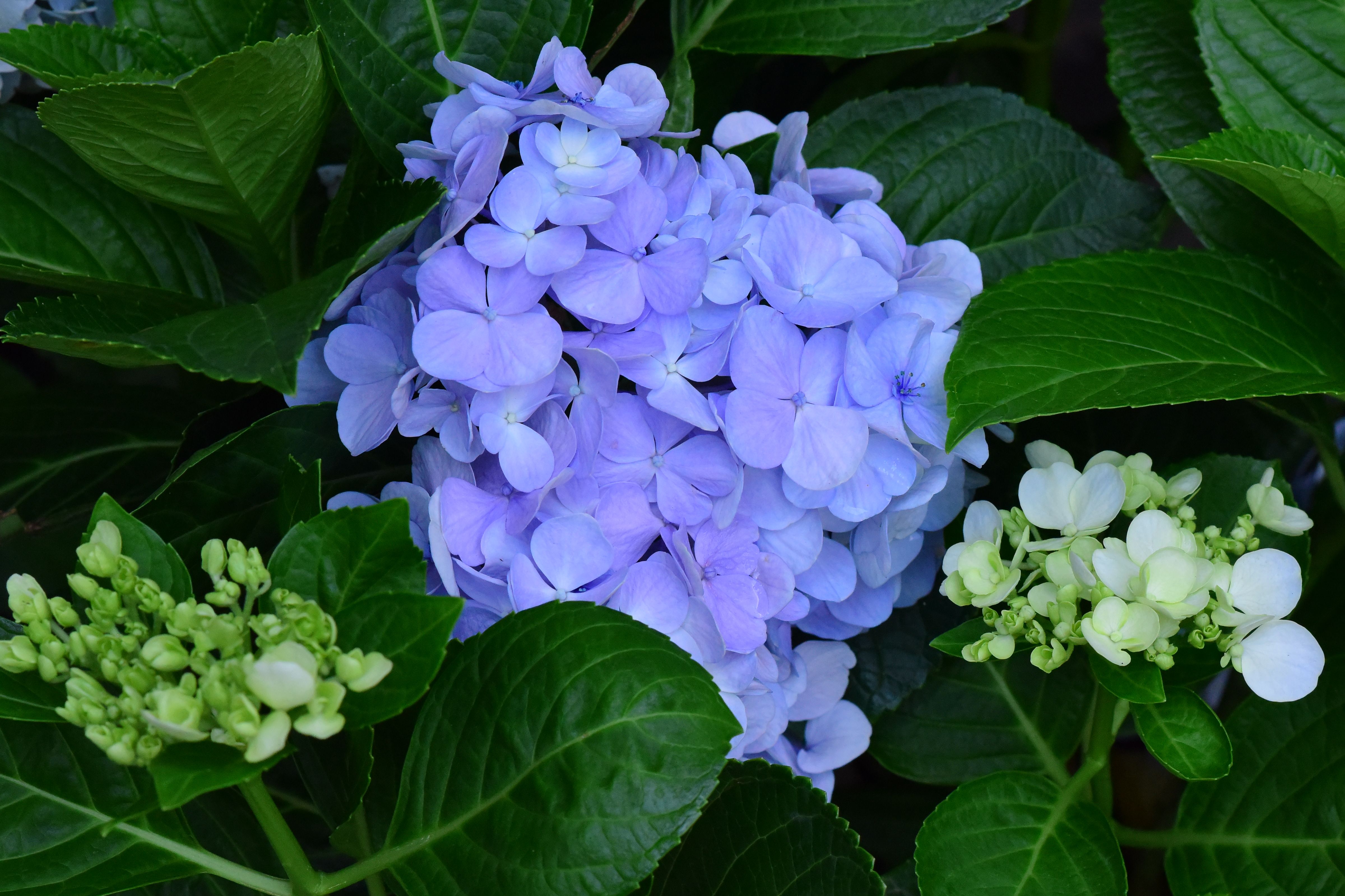 Vibrant Hydrangea Blooms Surrounded by Lush Green Leaves · Free Stock Photo
