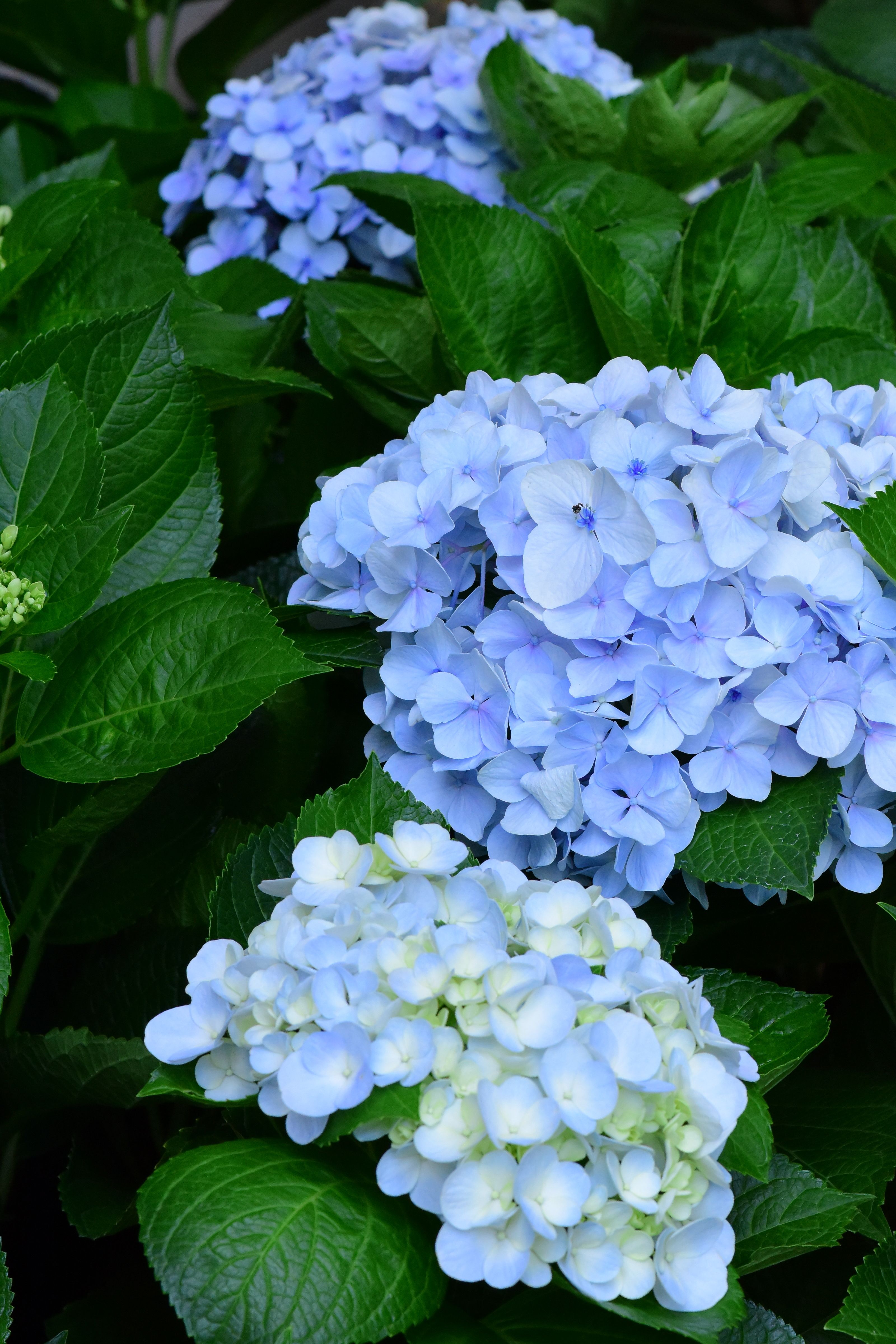 Close-up of Blue Hydrangeas in Full Bloom · Free Stock Photo