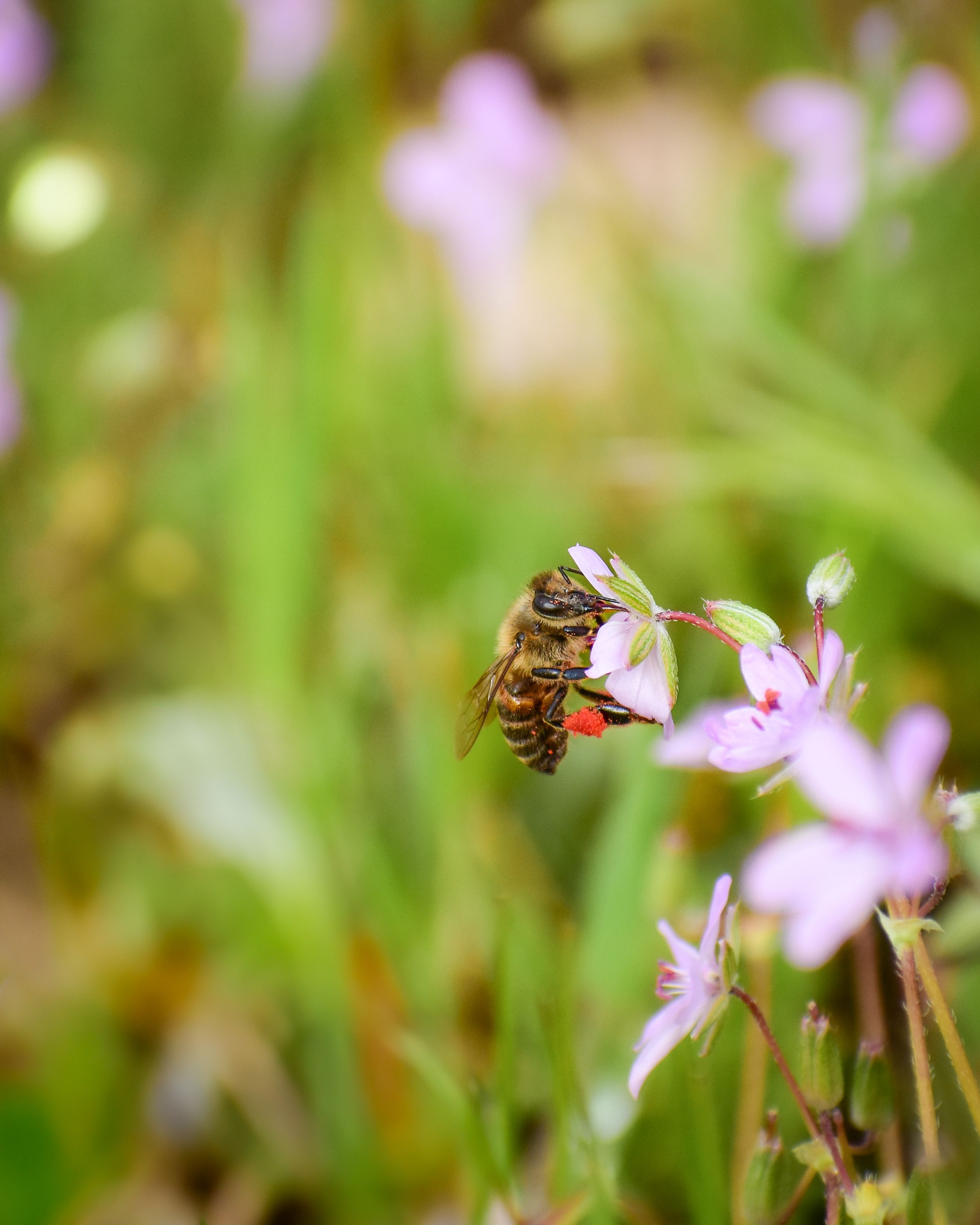 Bee Pollinating Pink Flower in Springtime · Free Stock Photo