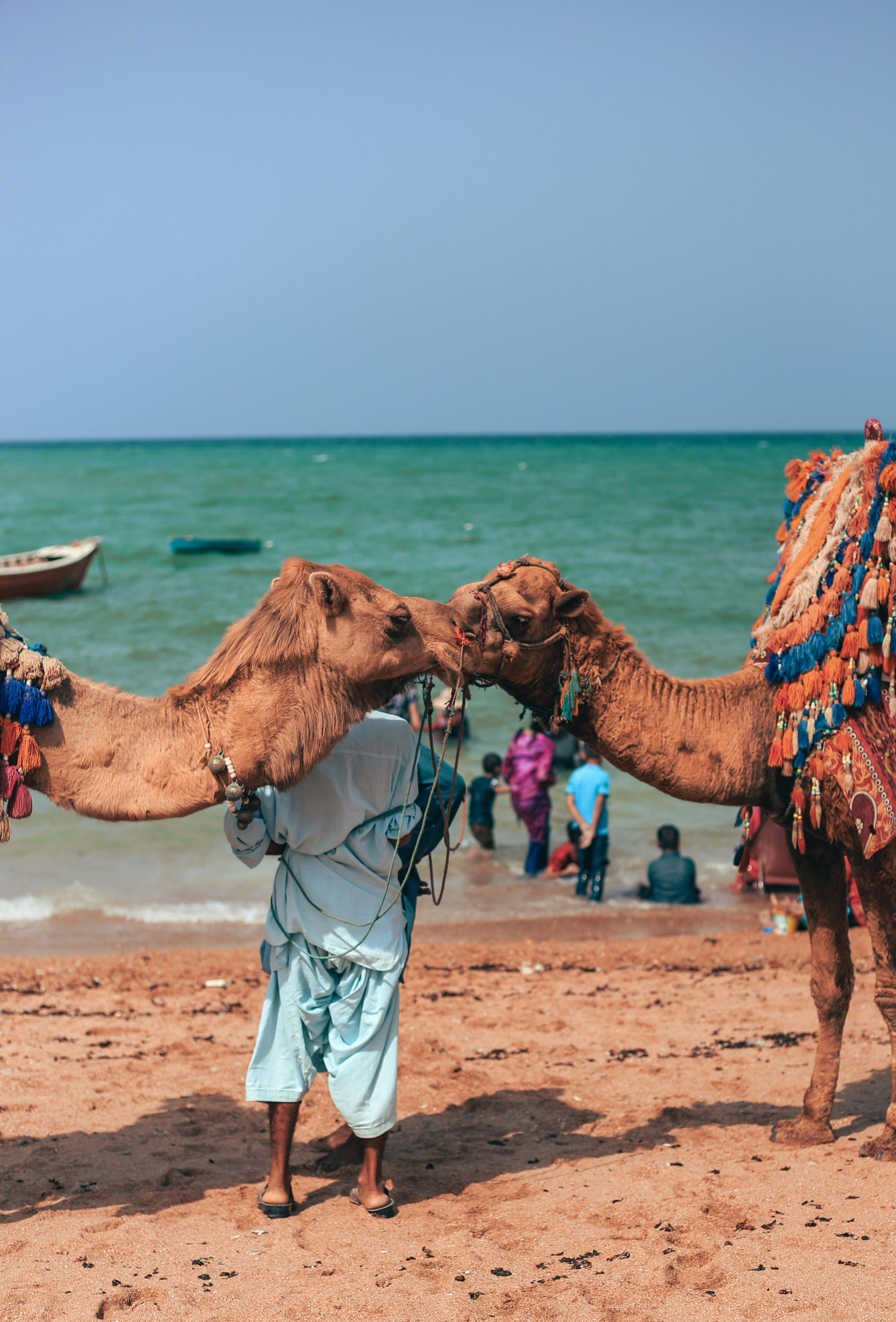 Somalia Photos, Download The BEST Free Somalia Stock Photos & HD Images