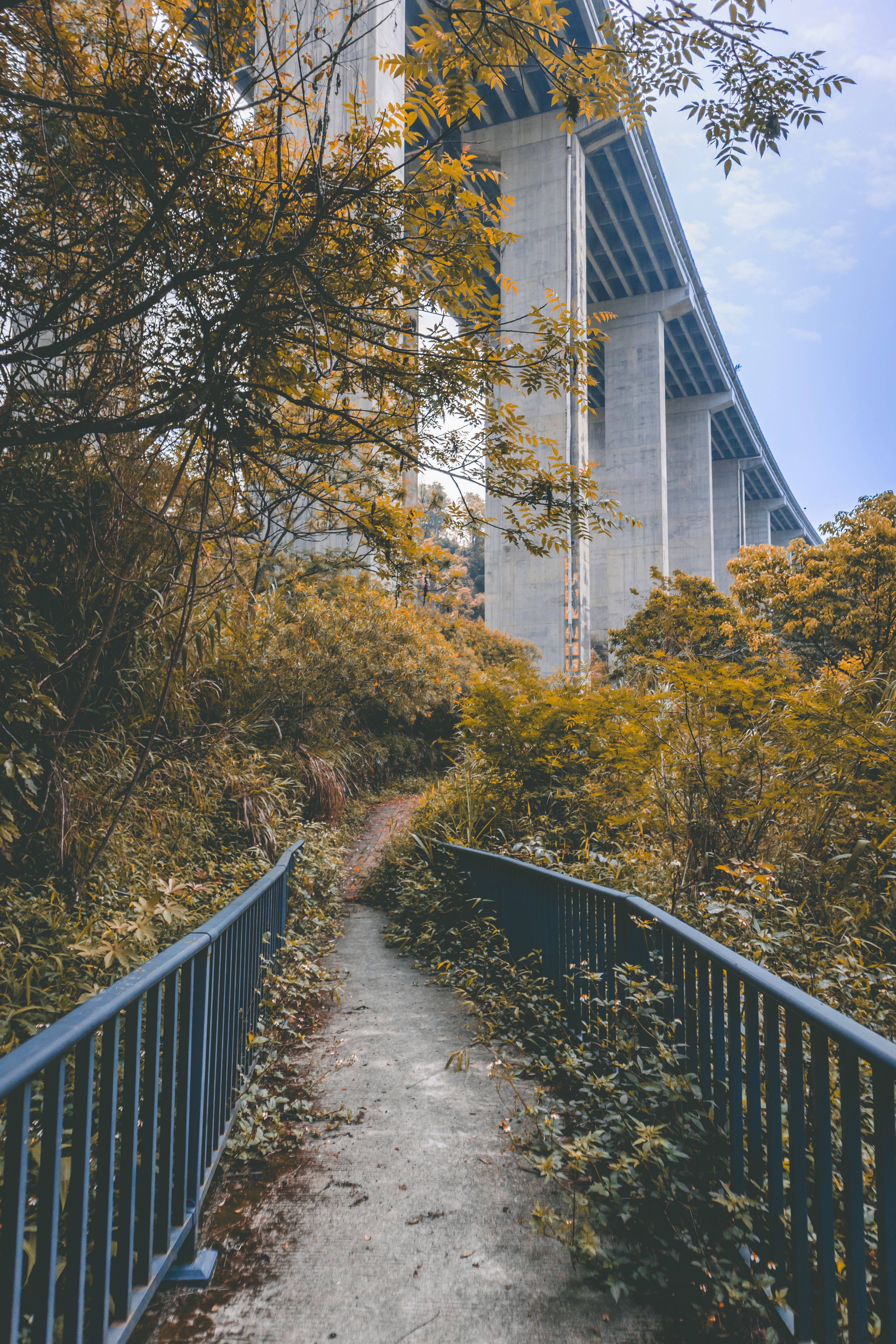 Serene Pathway Under Urban Bridge in Autumn · Free Stock Photo