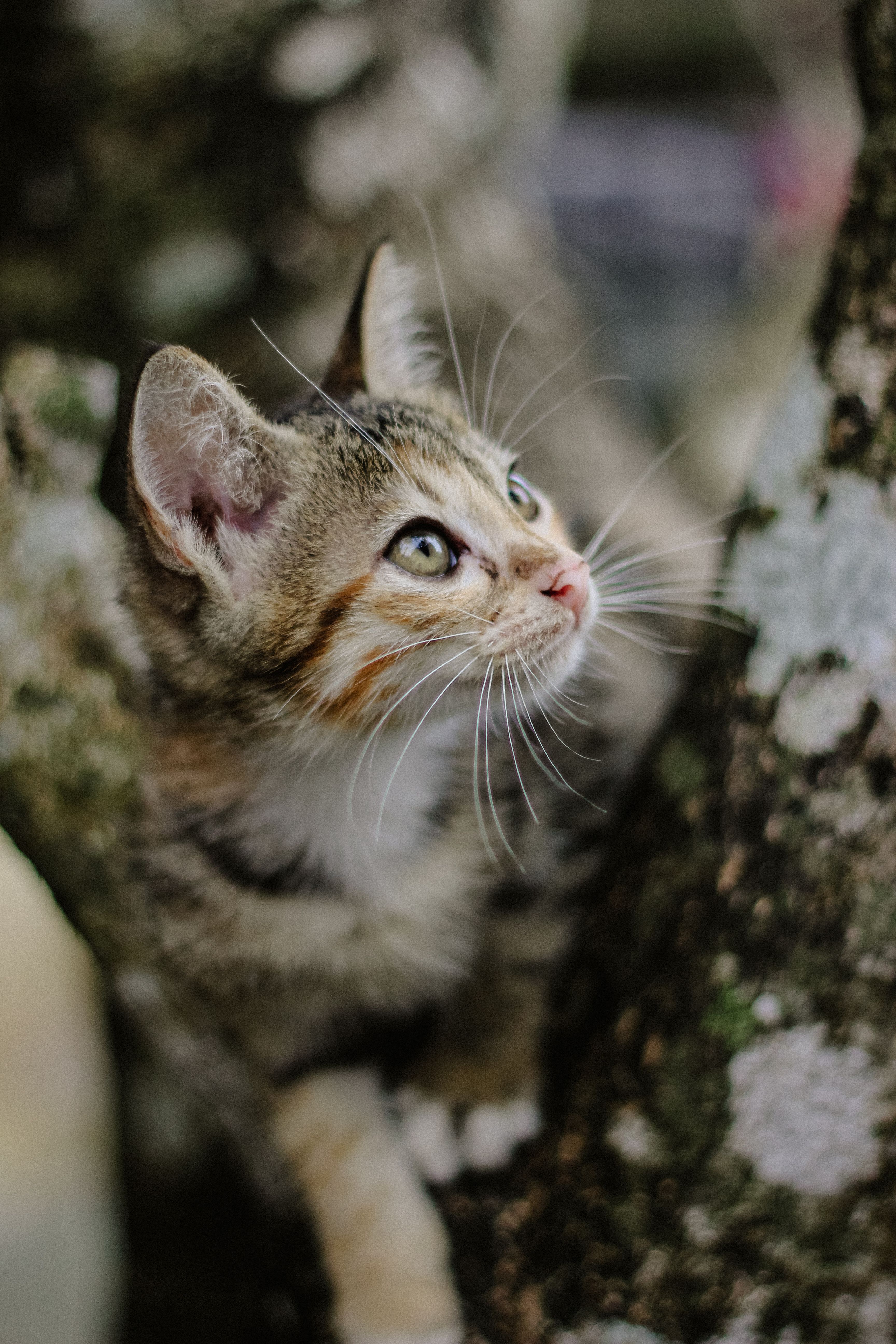 Curious Kitten in Bali Tree · Free Stock Photo