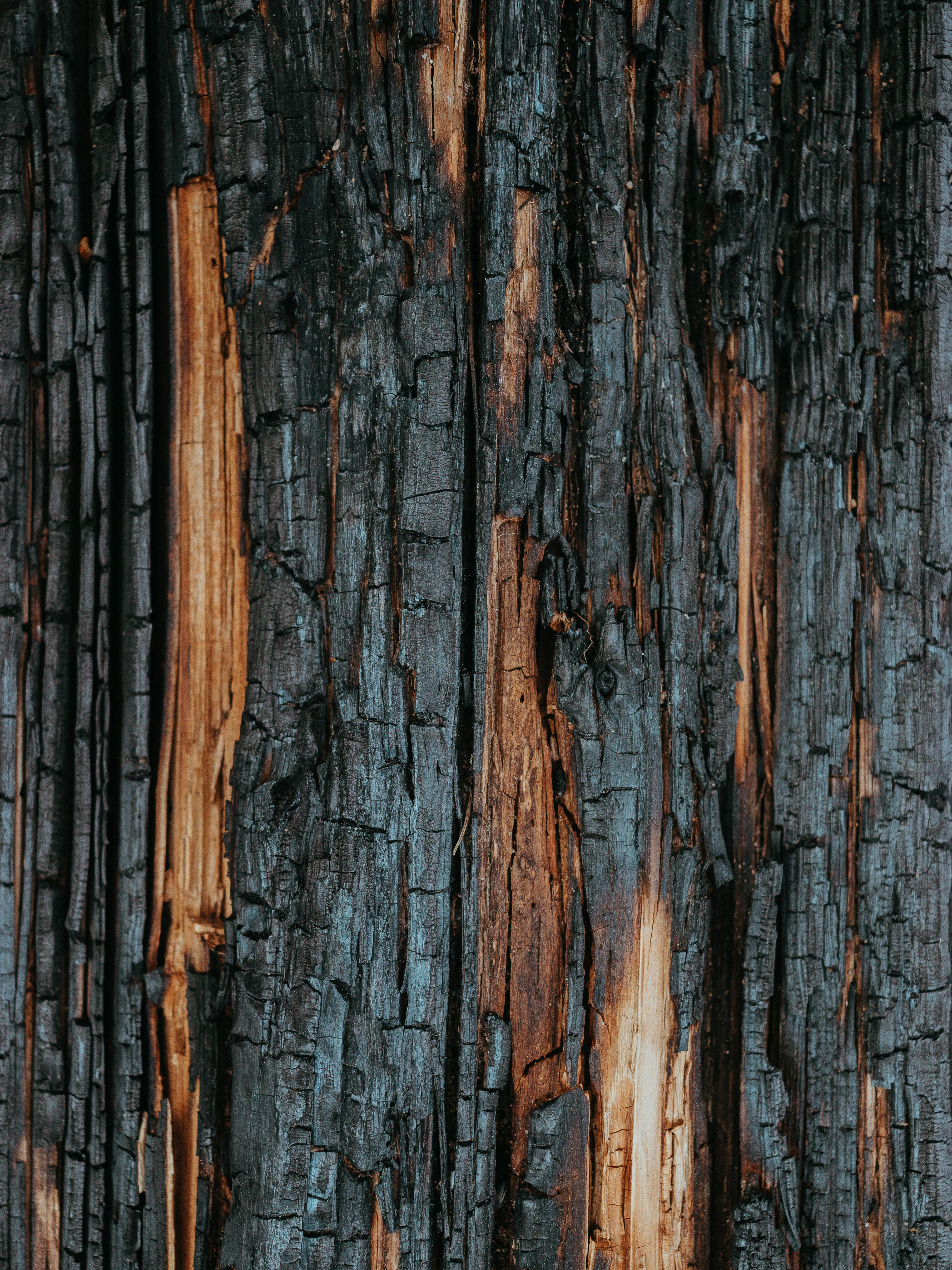 Close-Up of Charred and Weathered Wood Texture · Free Stock Photo