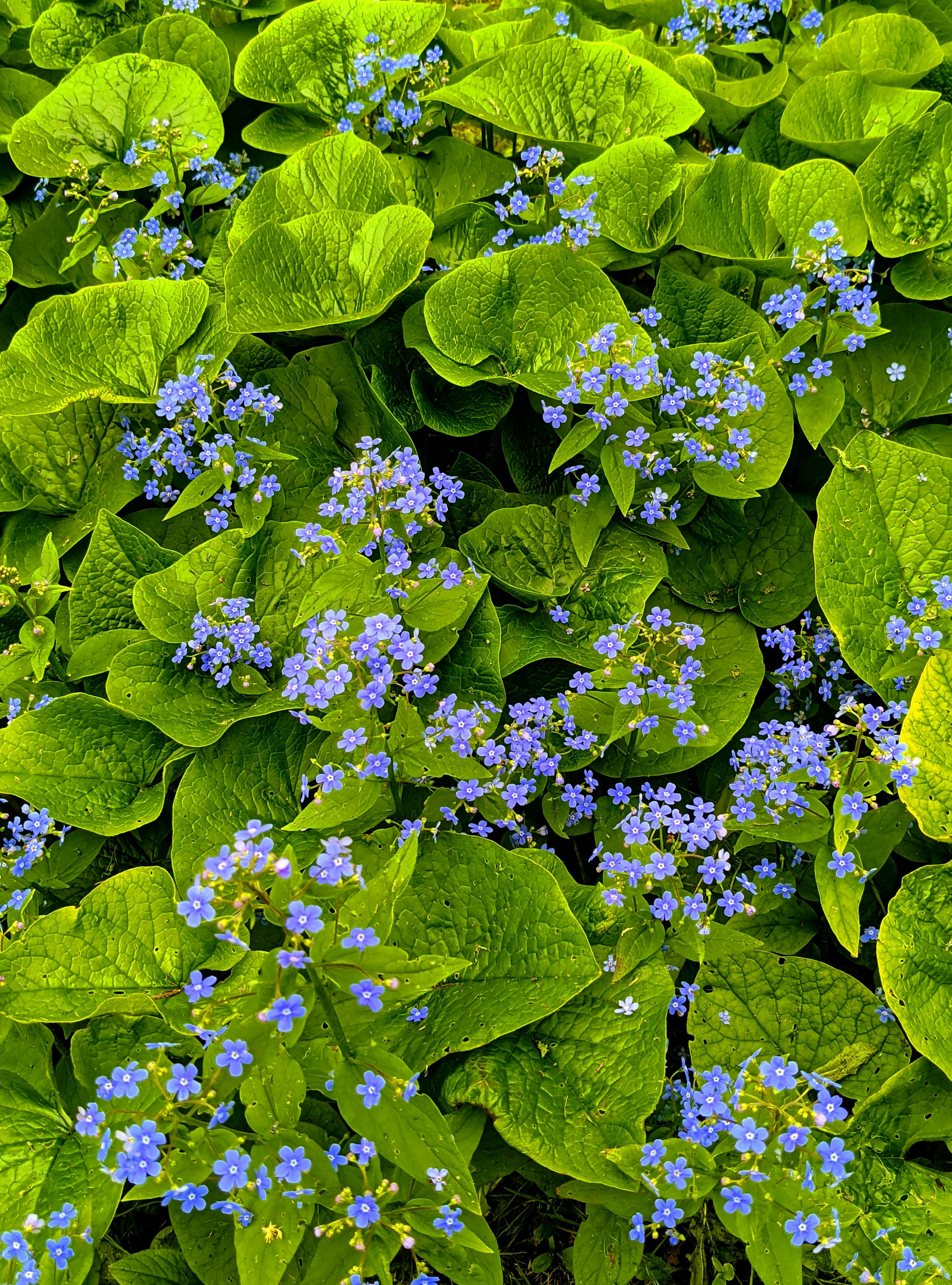 Vibrant Blue Brunnera Flowers in Spring Foliage · Free Stock Photo