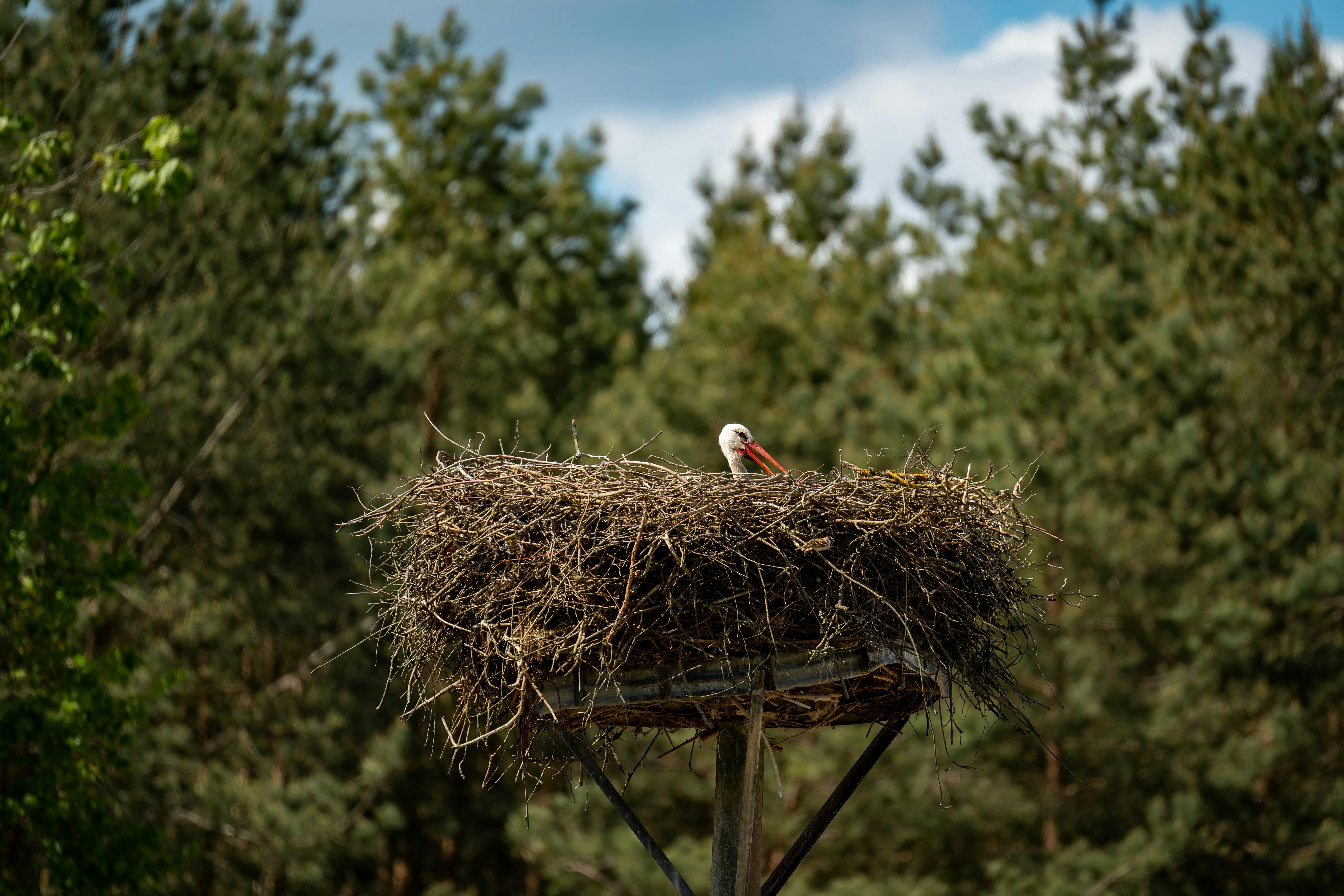 Stork Nesting in Forested Area · Free Stock Photo