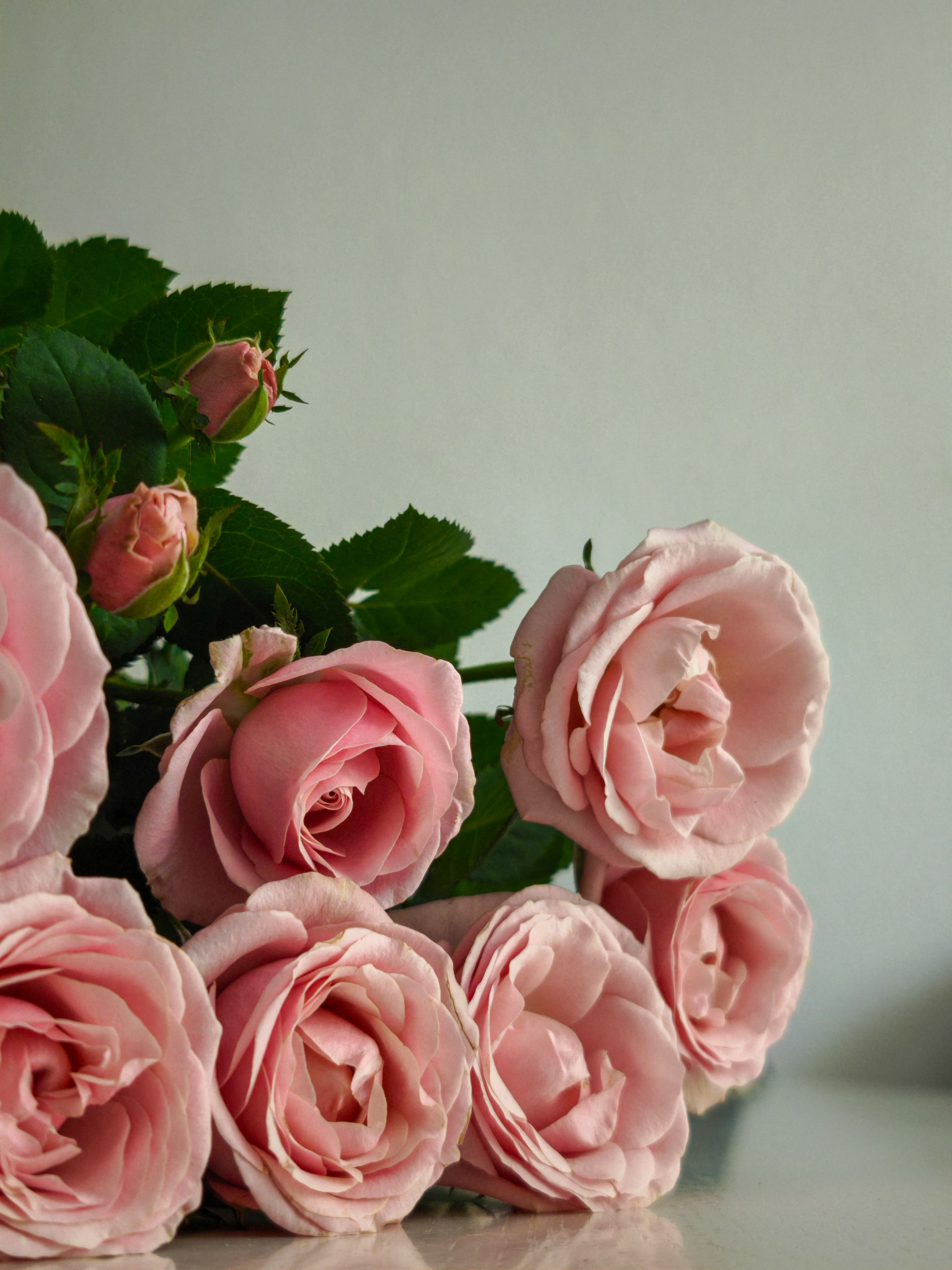 Pink and White Roses in Bloom · Free Stock Photo