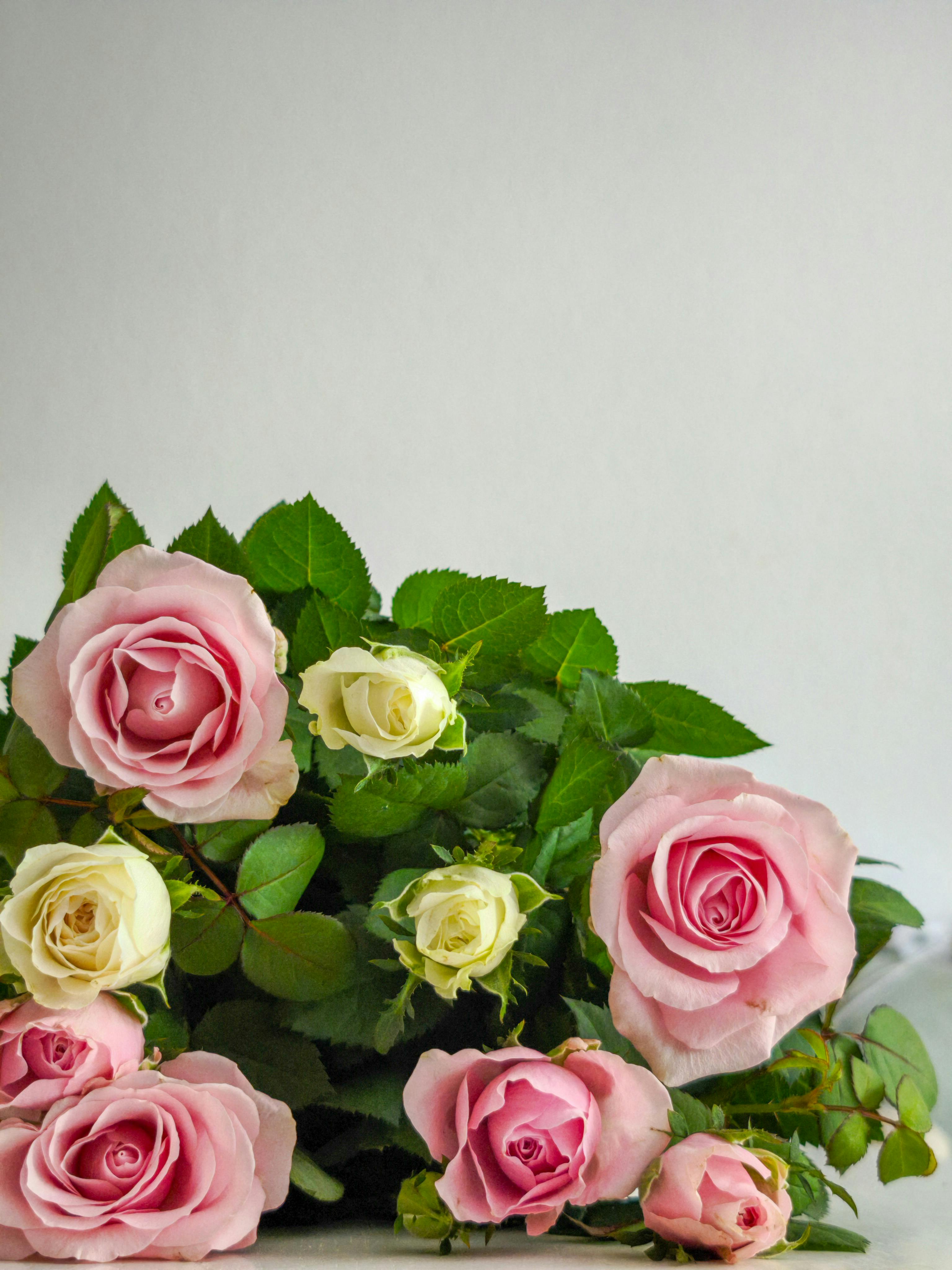 Pink and White Roses in Bloom · Free Stock Photo