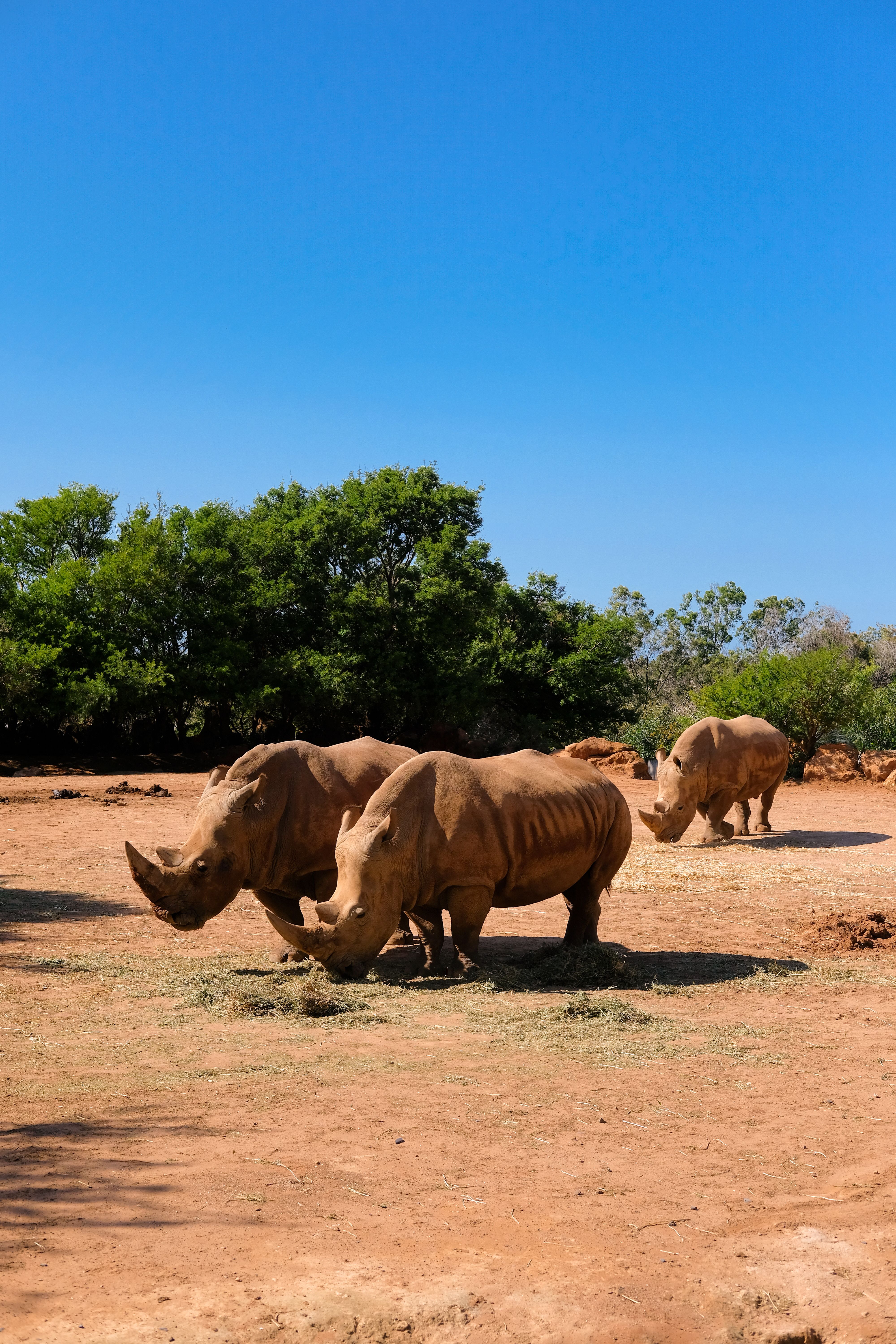 Three Rhinos Grazing in Rabat Zoo in Morocco · Free Stock Photo