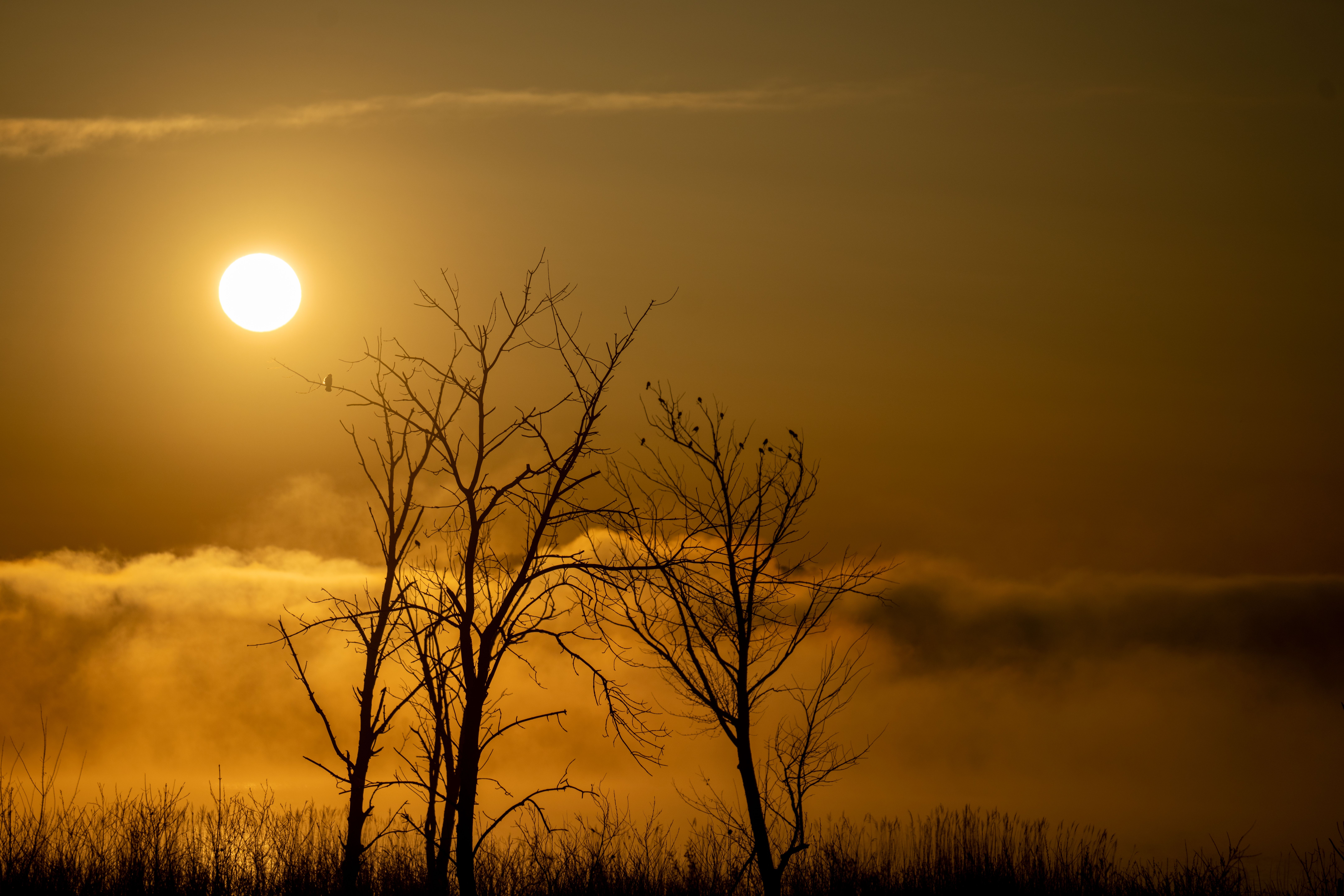 Silueta De árboles Al Atardecer En Weaver, Minnesota · Foto de stock ...