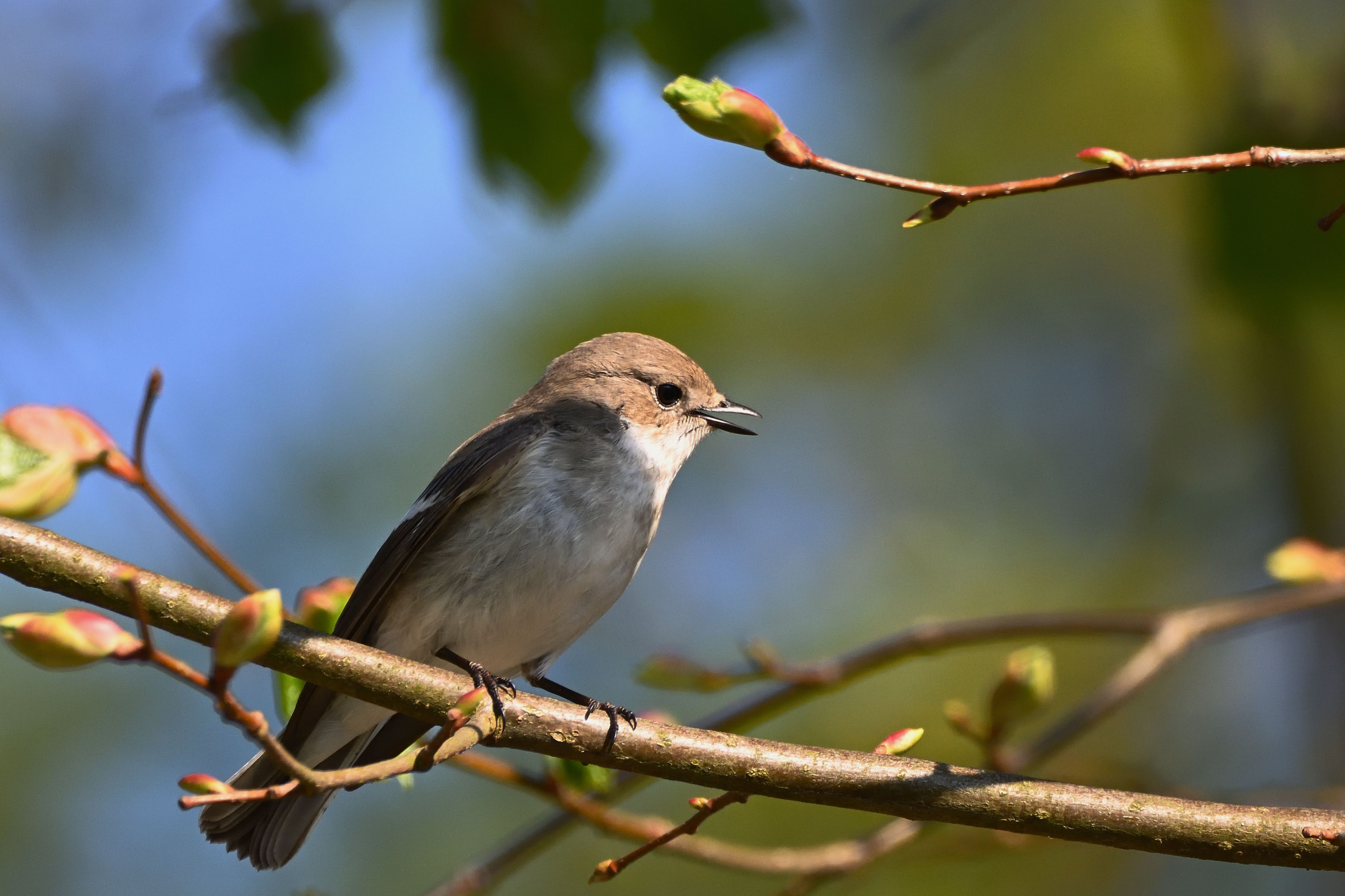 Nature Birds Photos, Download The BEST Free Nature Birds Stock Photos ...