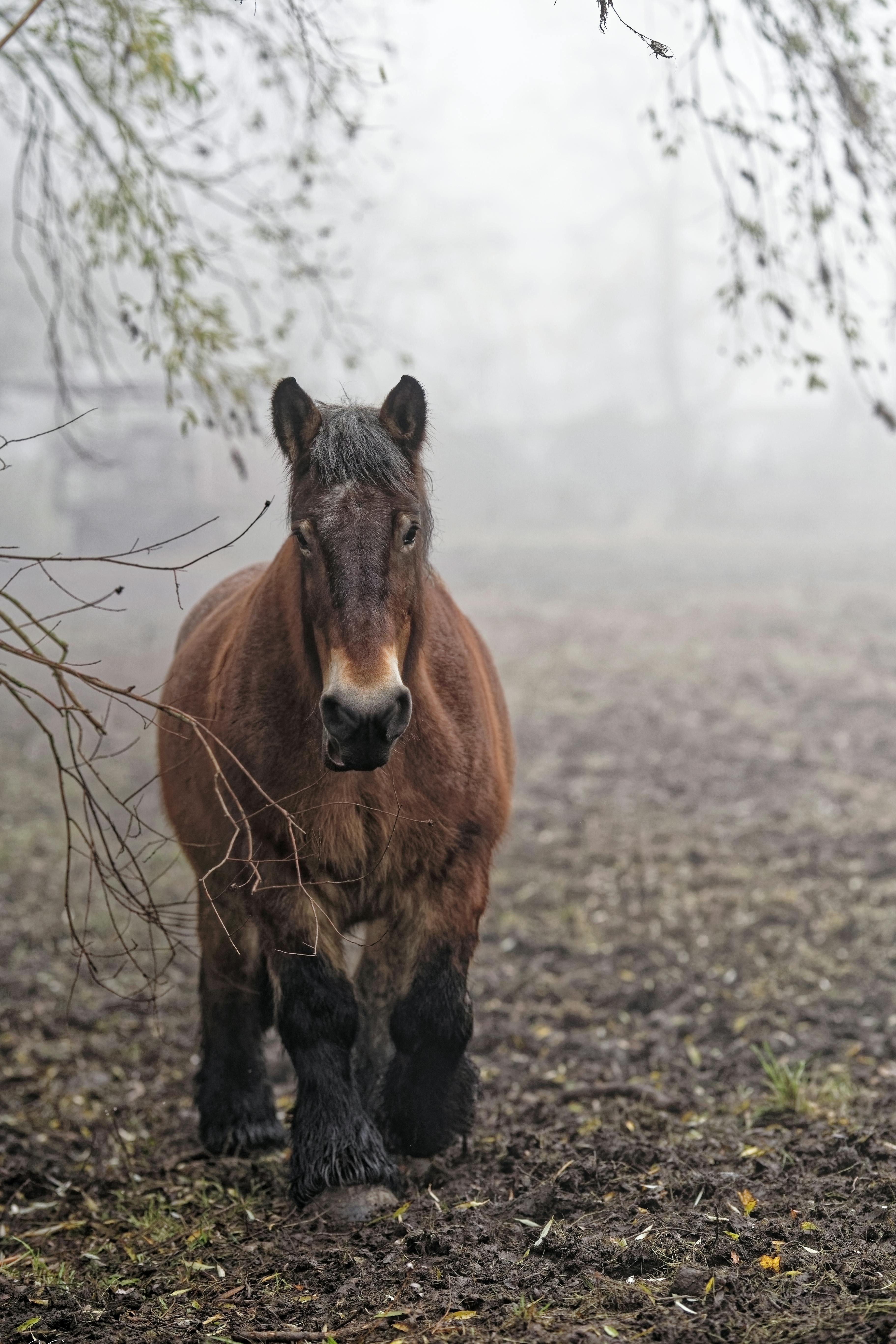 Shire Horse in Misty Autumn Landscape · Free Stock Photo