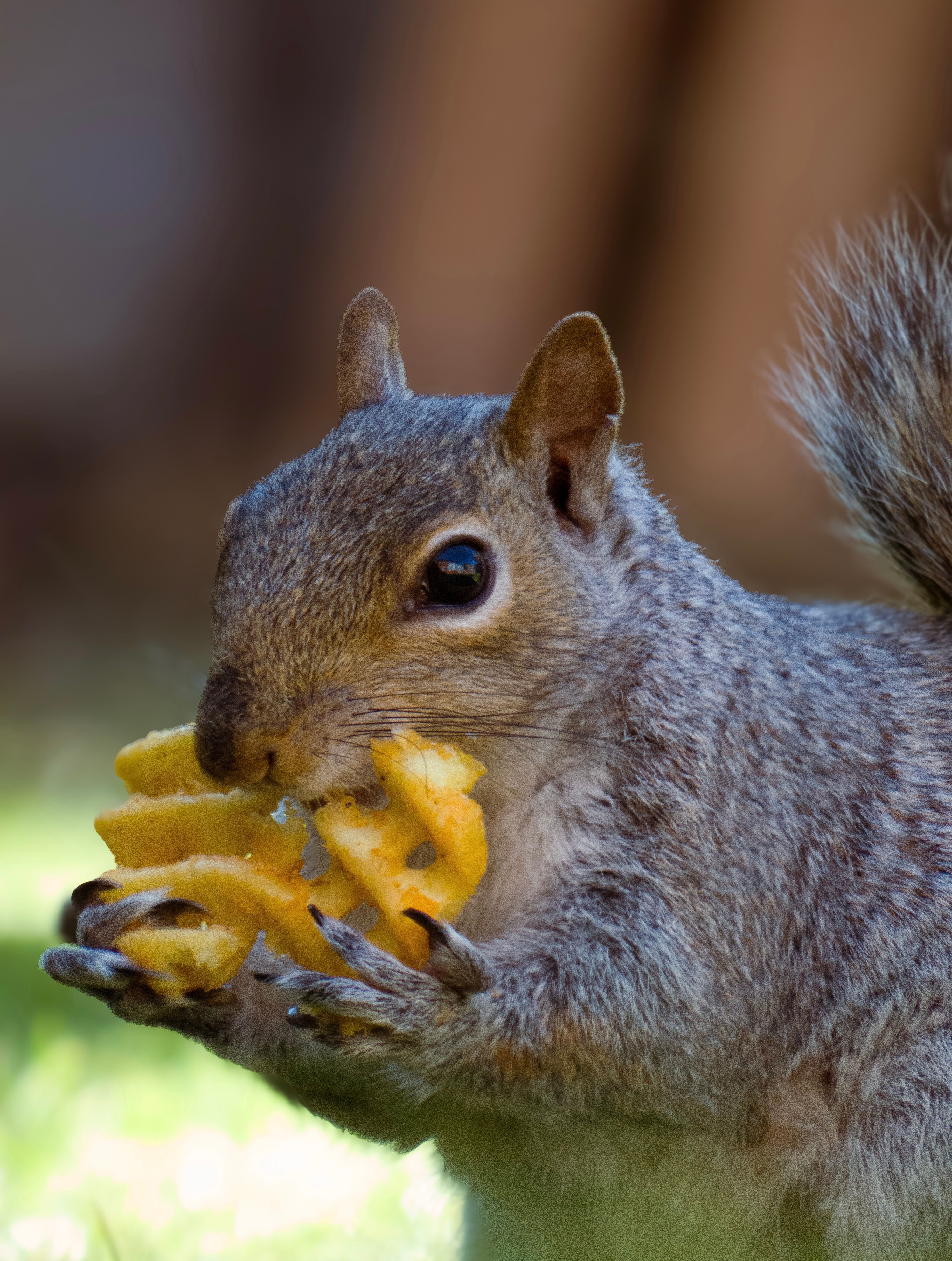 Squirrel Enjoying a Snack Outdoors · Free Stock Photo