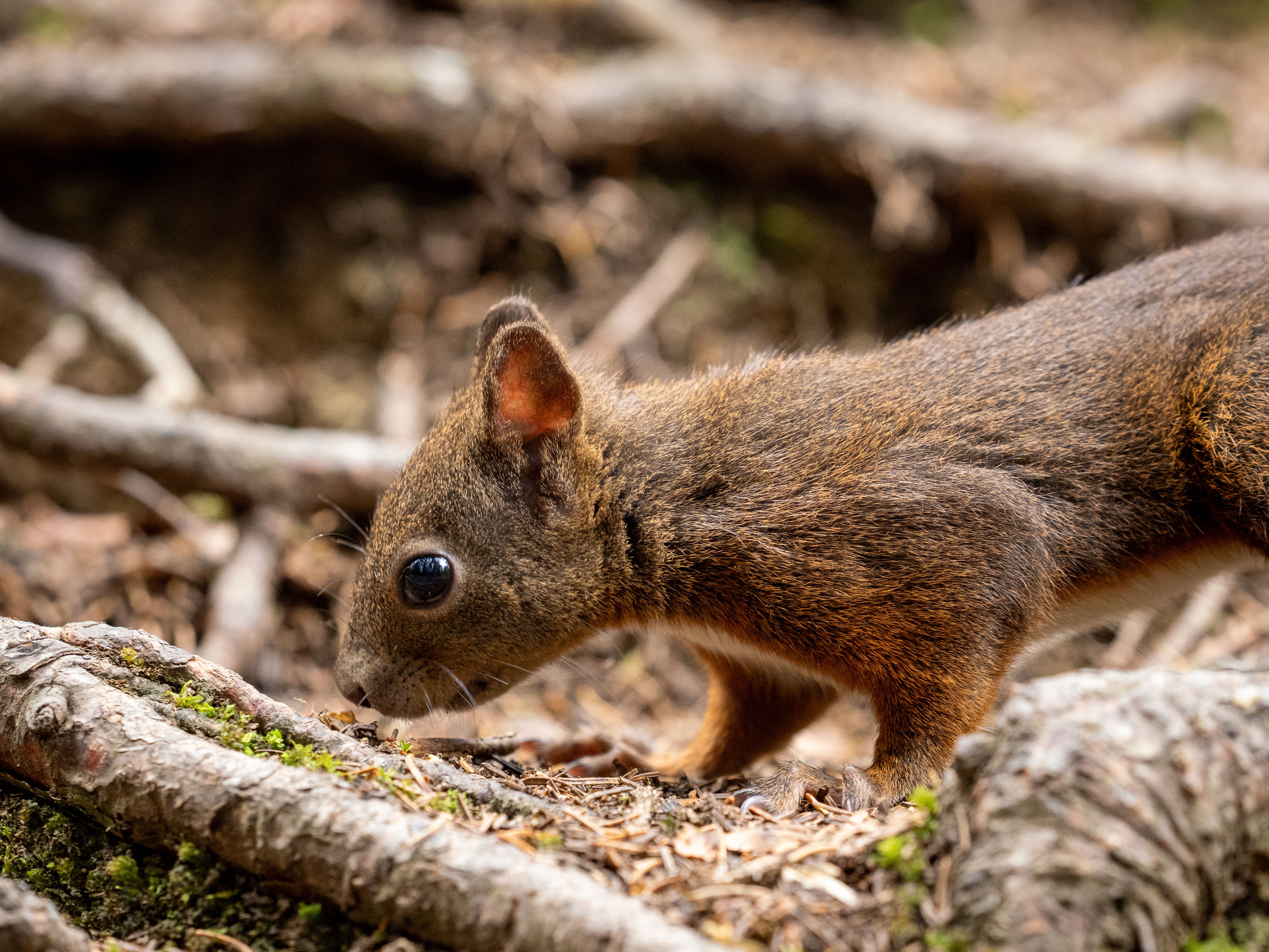 Close-up Photography of Gray Rodent at Daytime · Free Stock Photo