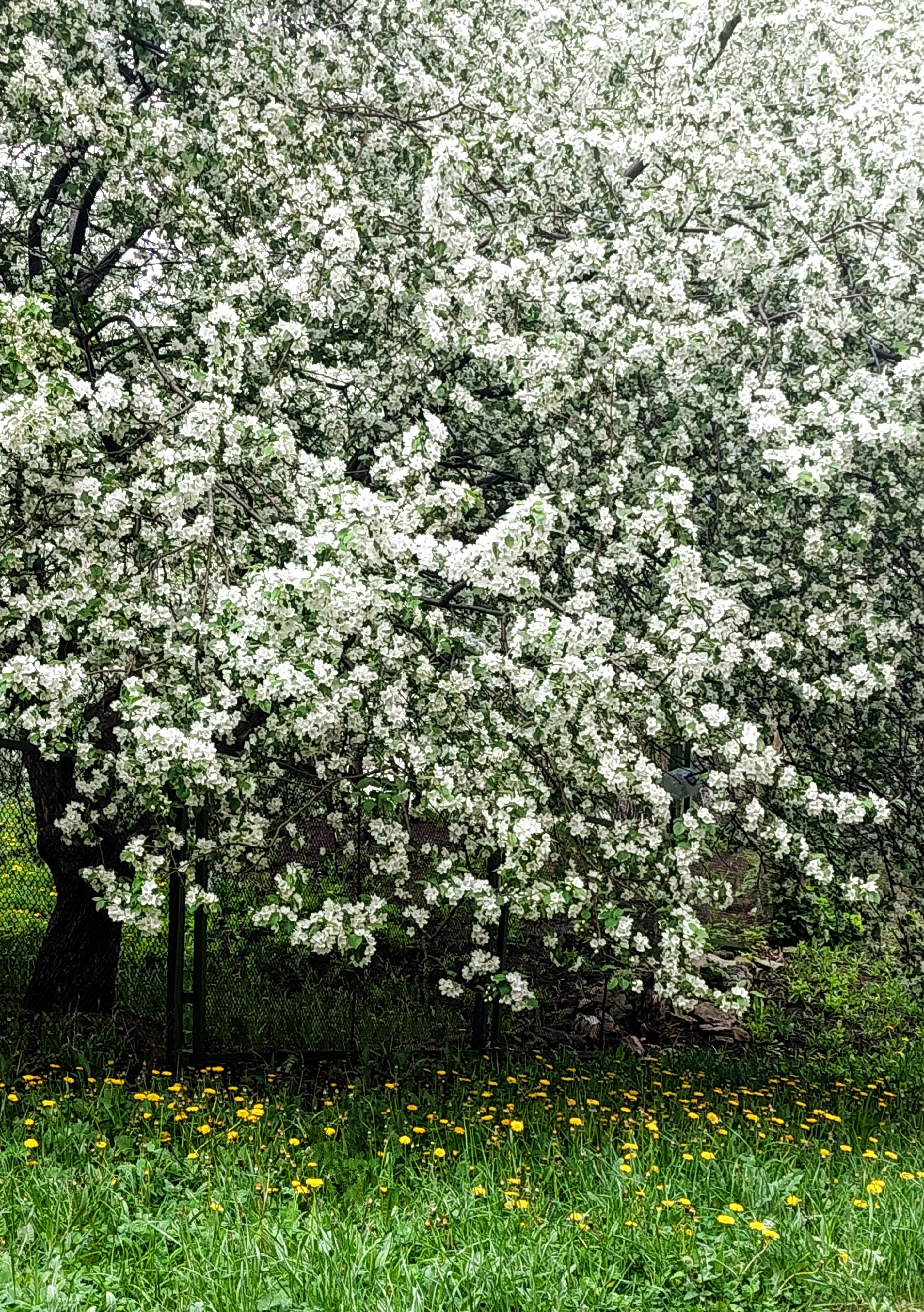 Serene Blooming Apple Tree in Spring Landscape · Free Stock Photo