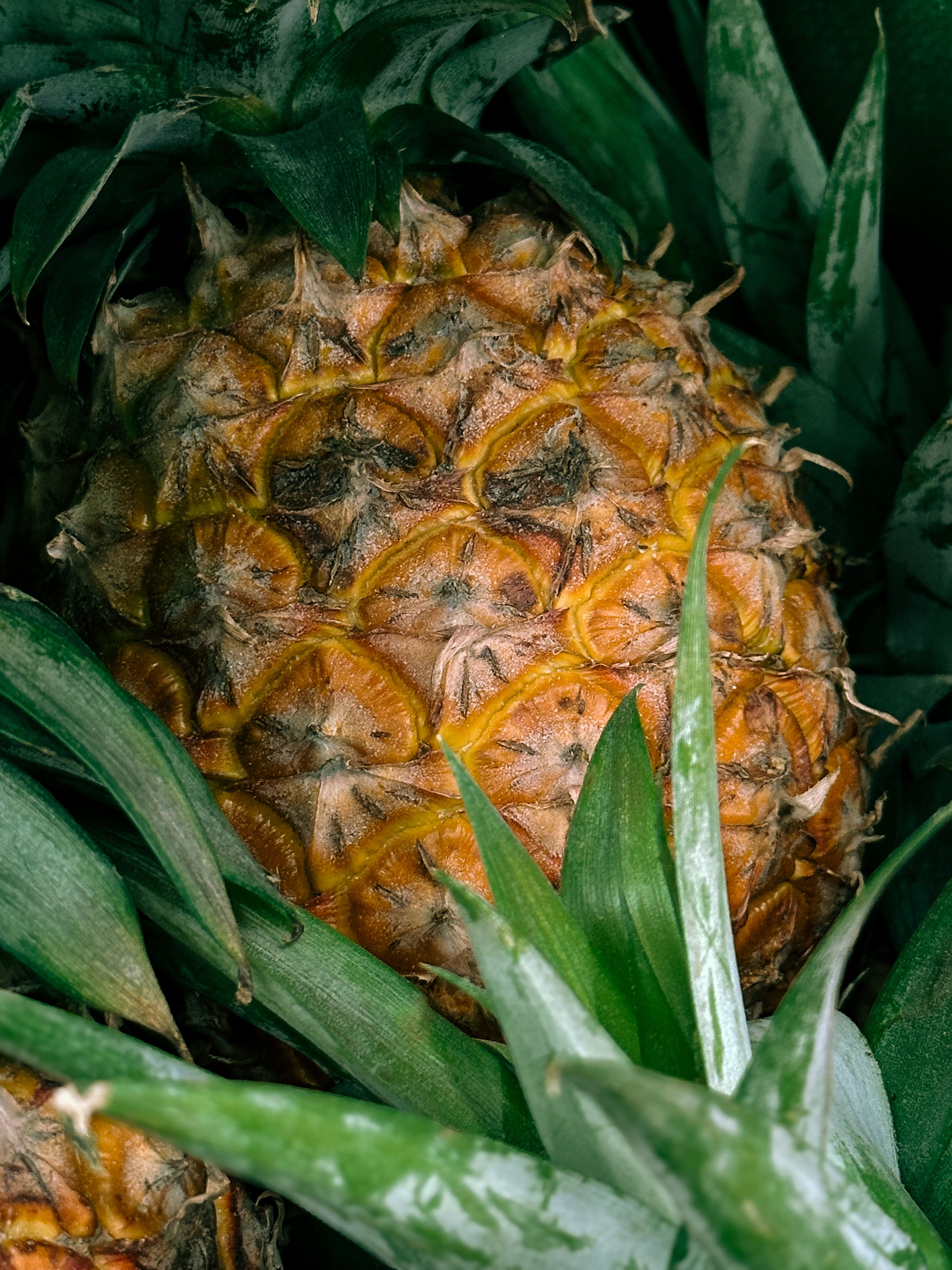 Close Up Photography of Pineapple Crown · Free Stock Photo